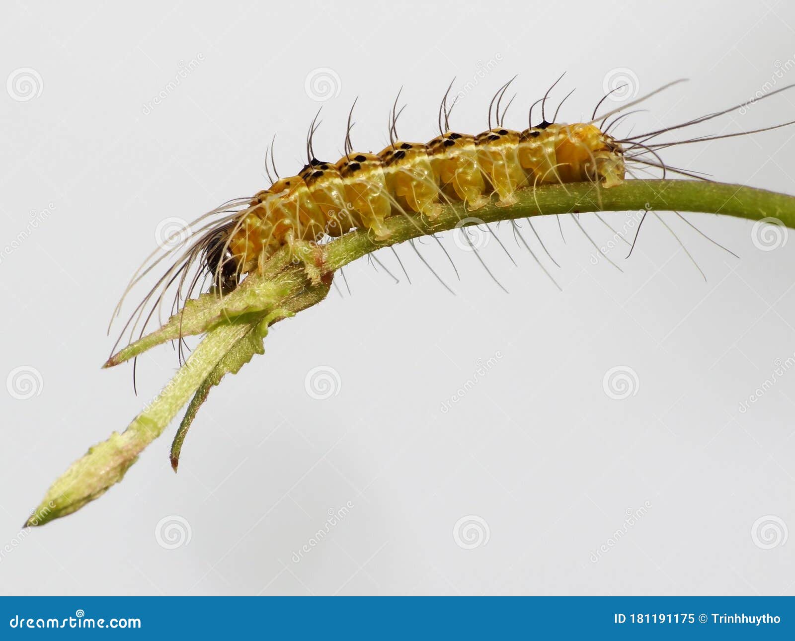 Insect Activity in daily Life Stock Image - Image of close, butterfly ...