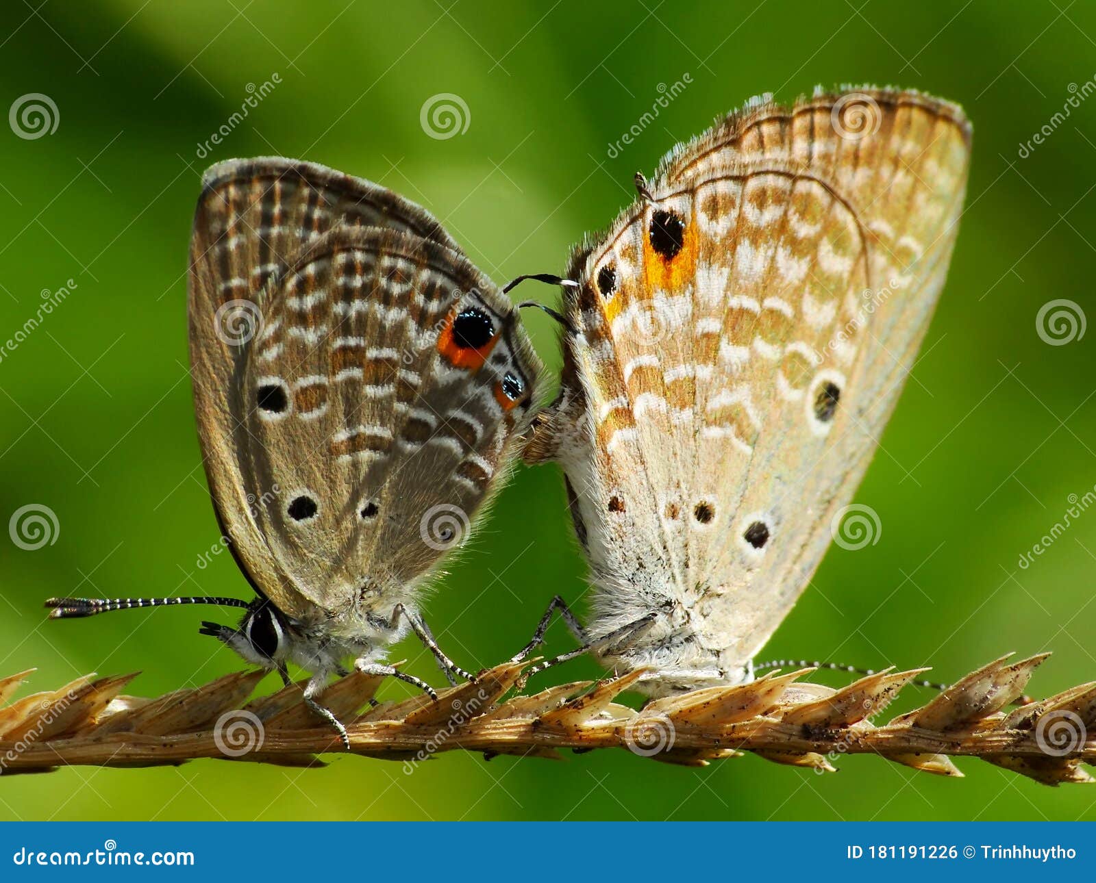 Insect Activity in daily Life Stock Photo - Image of insects, fauna ...