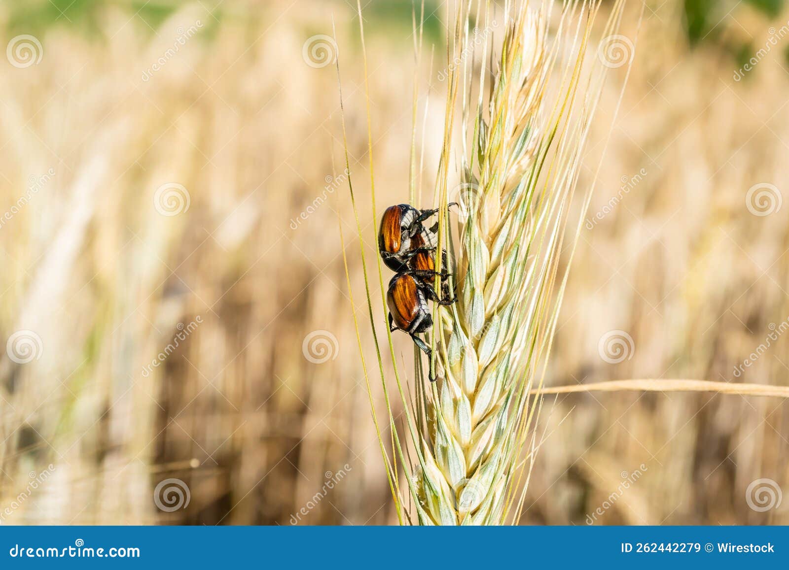 Insect on an Agricultural Crop Stock Image - Image of agriculture ...