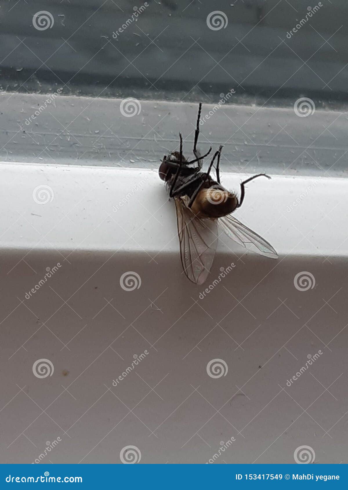 Insect stock image. Image of last, insect, sleep, alone - 153417549
