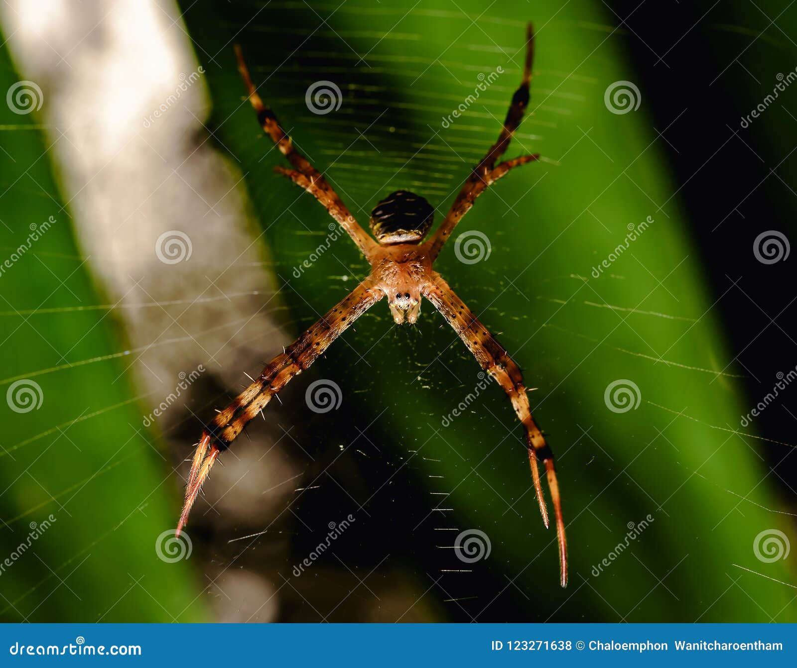 Insect Angles are Beautifully Patterned on Its Fiber. Stock Photo ...
