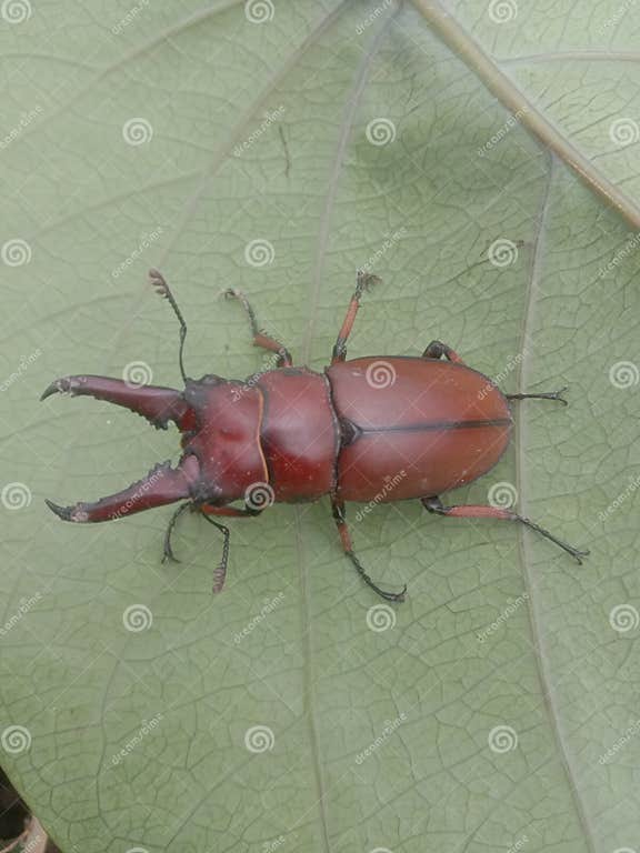 Insect Animal Bigbug Redbug Thornbug Stock Image - Image of redbug ...