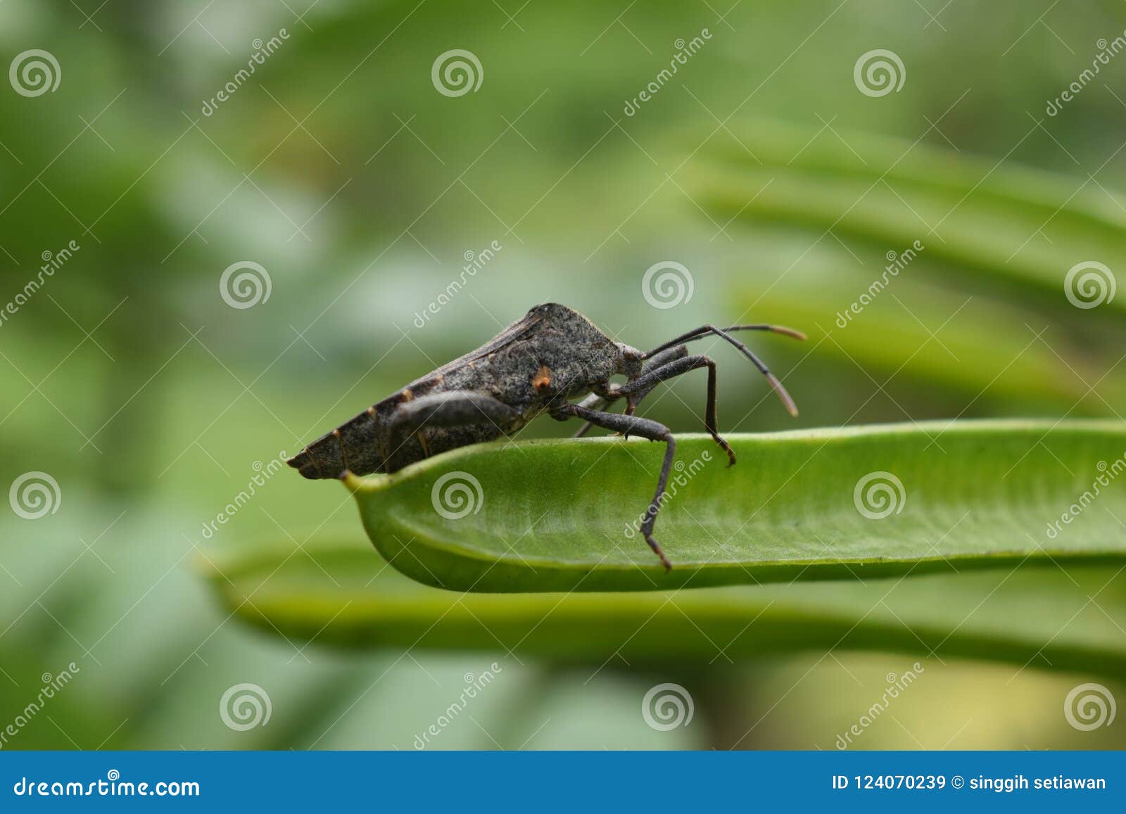 Insect,Animal stock image. Image of smell, animal, insectanimal - 124070239
