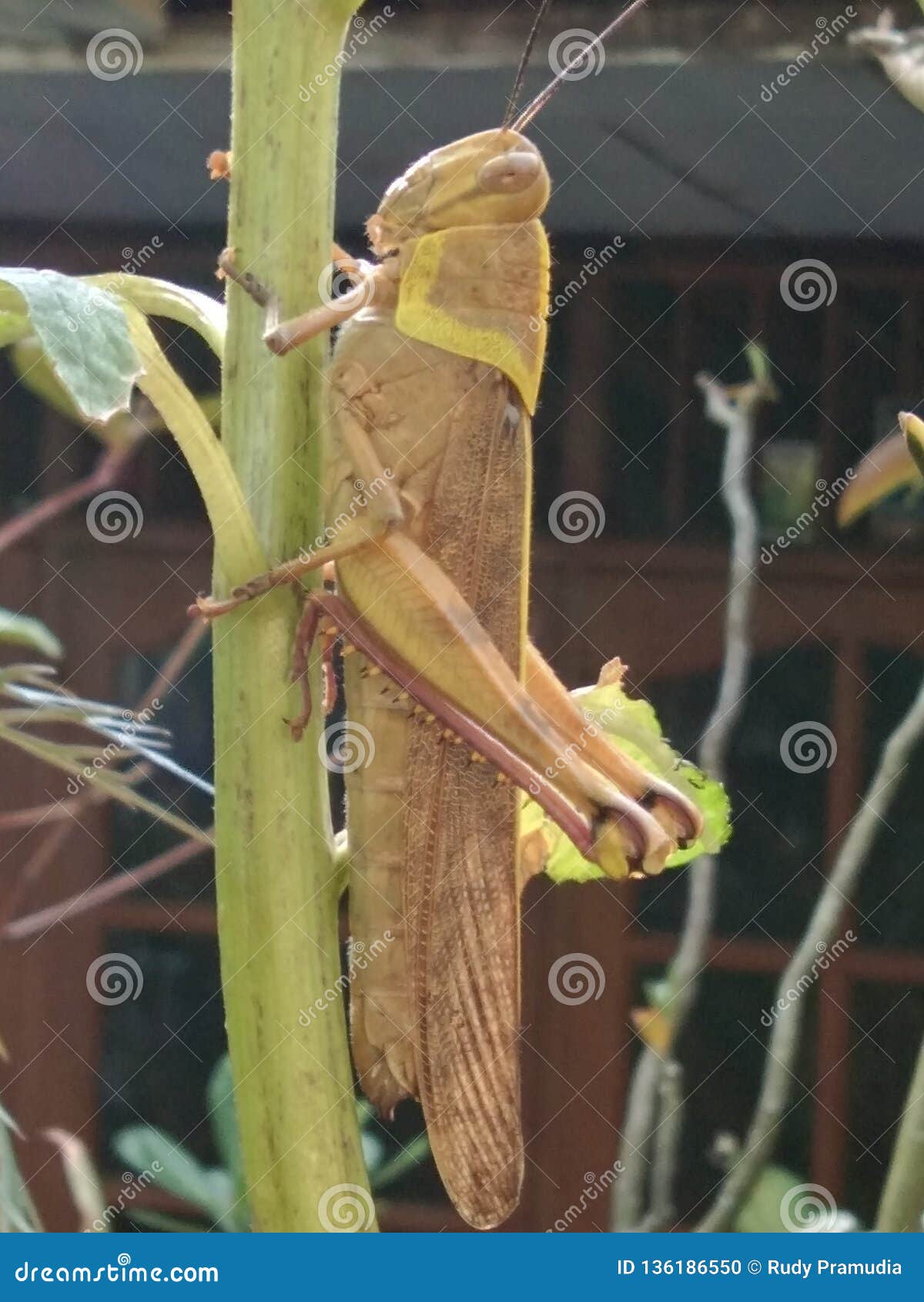 Insect stock photo. Image of pets, locust, animal, insect - 136186550