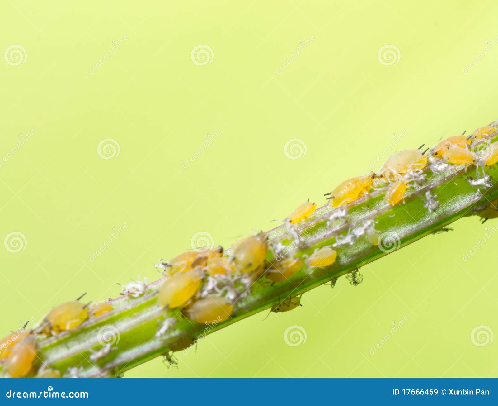 Insect ant stock image. Image of environment, wildlife - 17666469