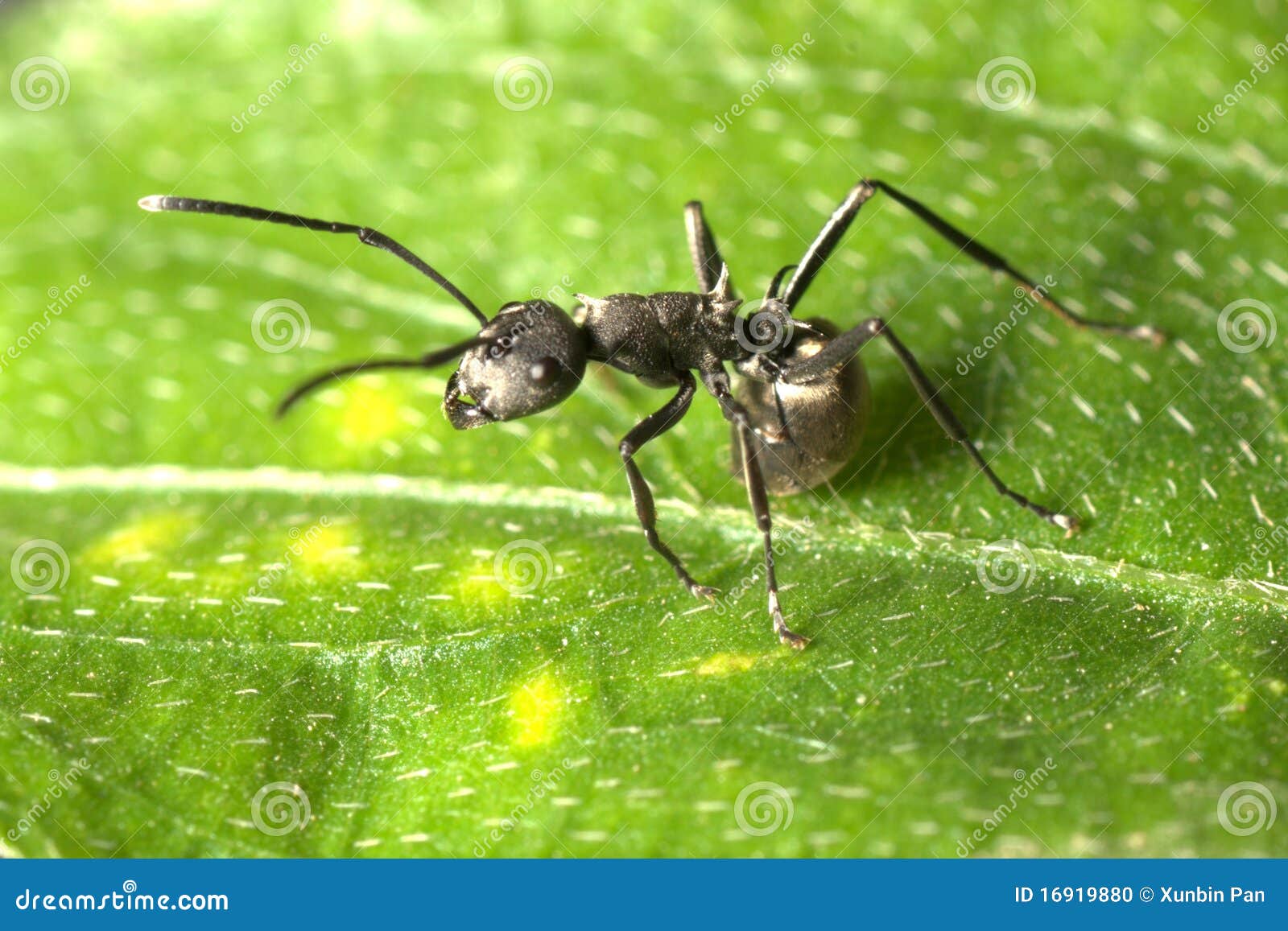 Insect ant macro stock photo. Image of animal, plant - 16919880