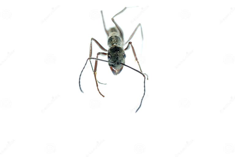 Insect ant macro isolated stock image. Image of pain - 15358783