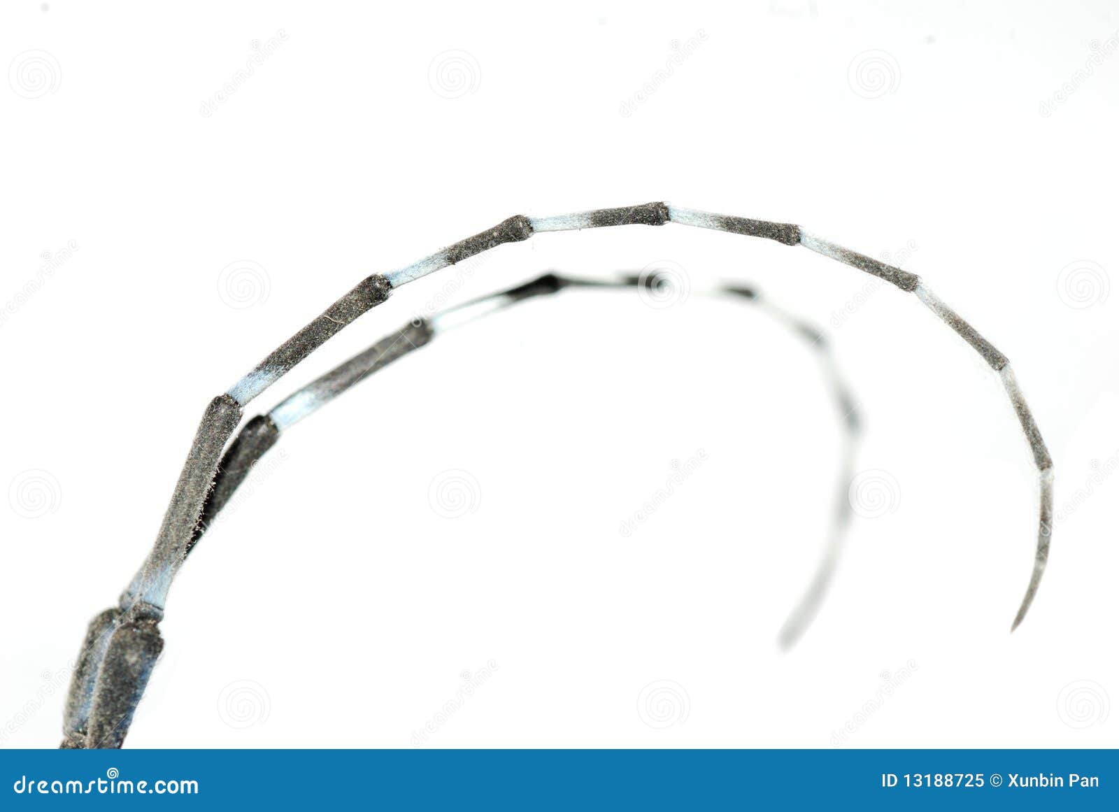 Insect antenna detail stock image. Image of antenna, animal - 13188725