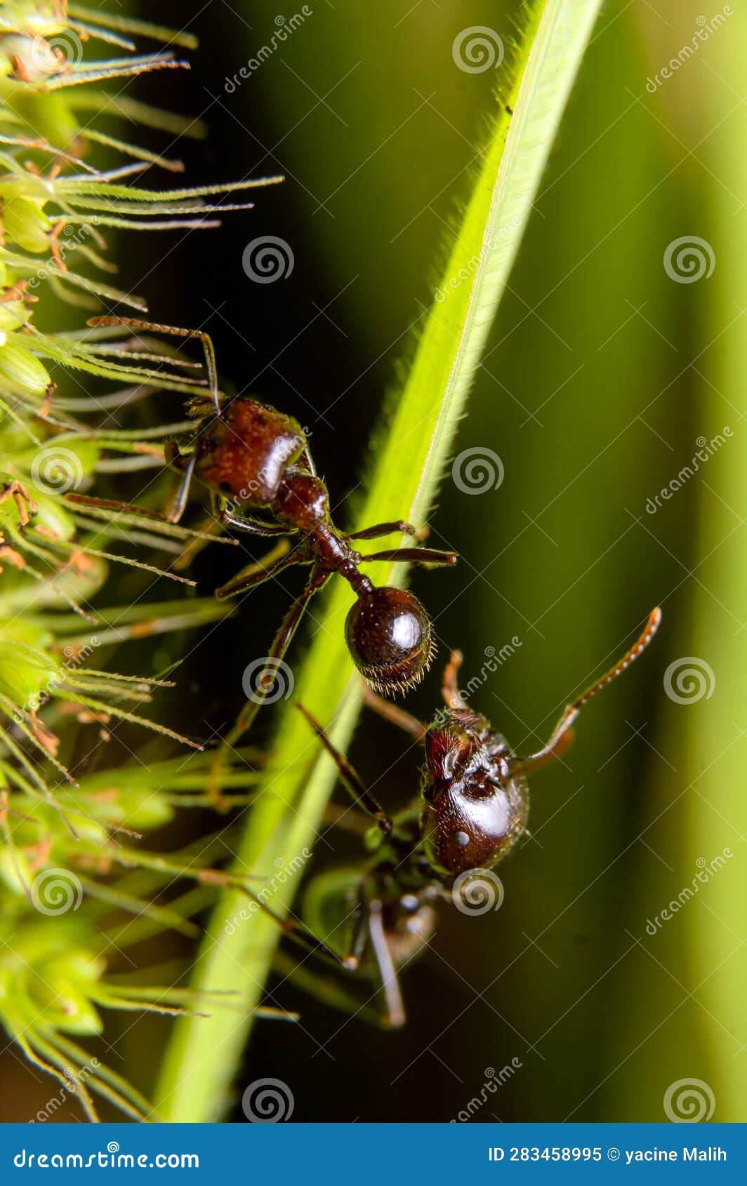Insect ants macro photos stock image. Image of ants - 283458995