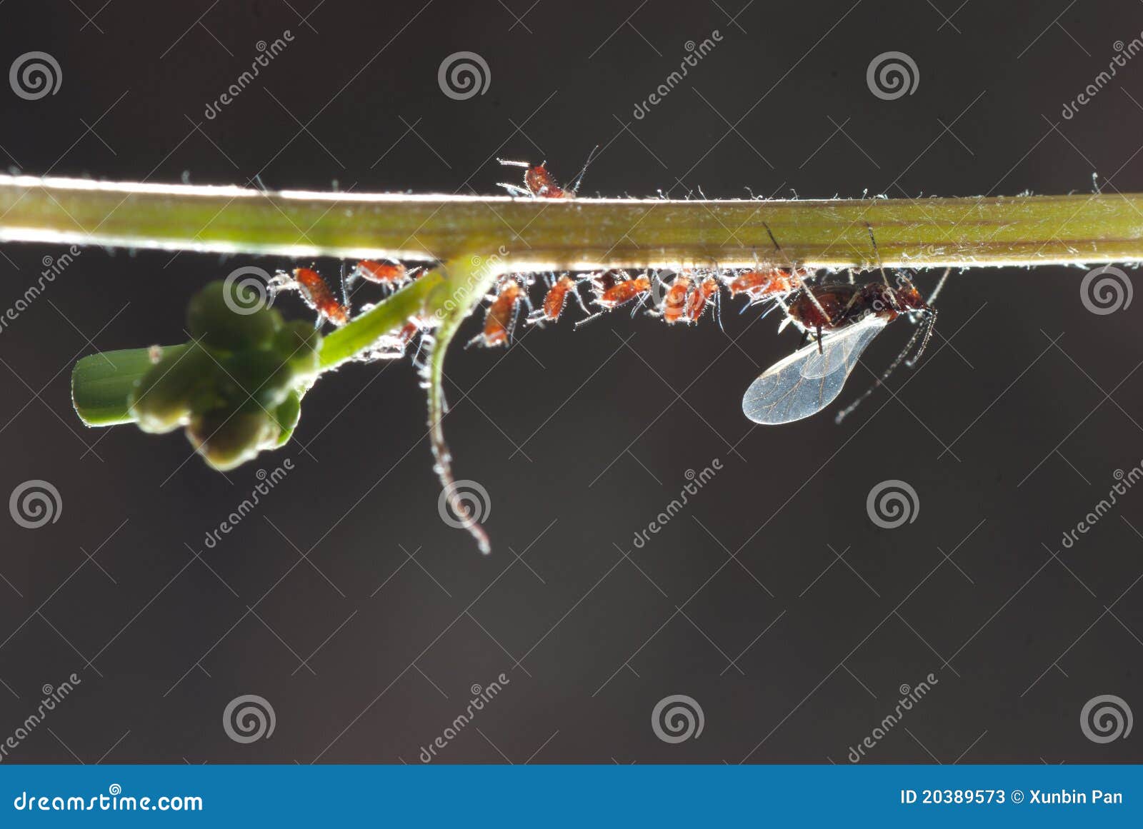 Insect Aphid Pest On A Tree. Leaf Aphids. Stock Image | CartoonDealer ...