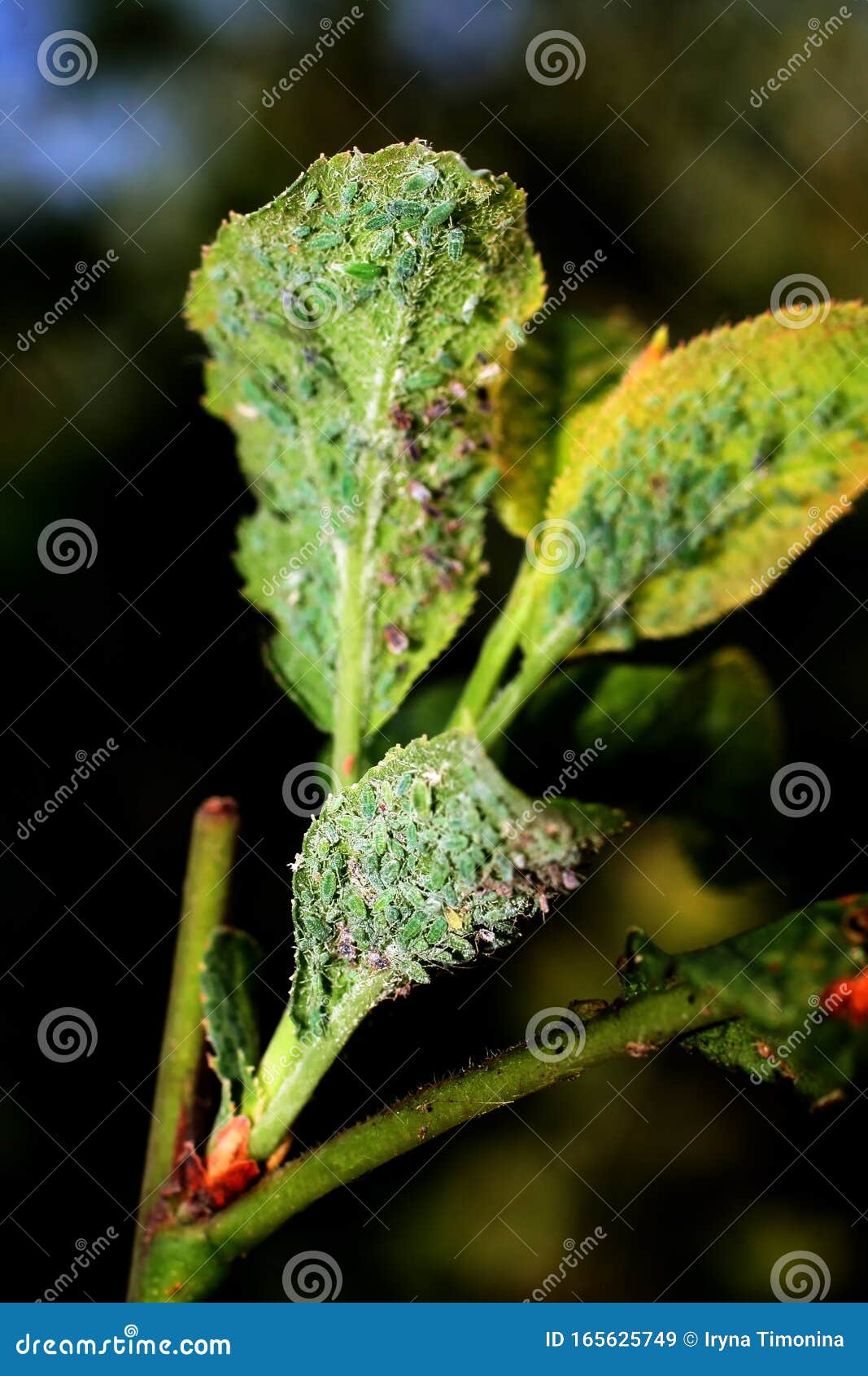 Insect Aphid Pest on a Tree. Leaf Aphids. Stock Image - Image of ...