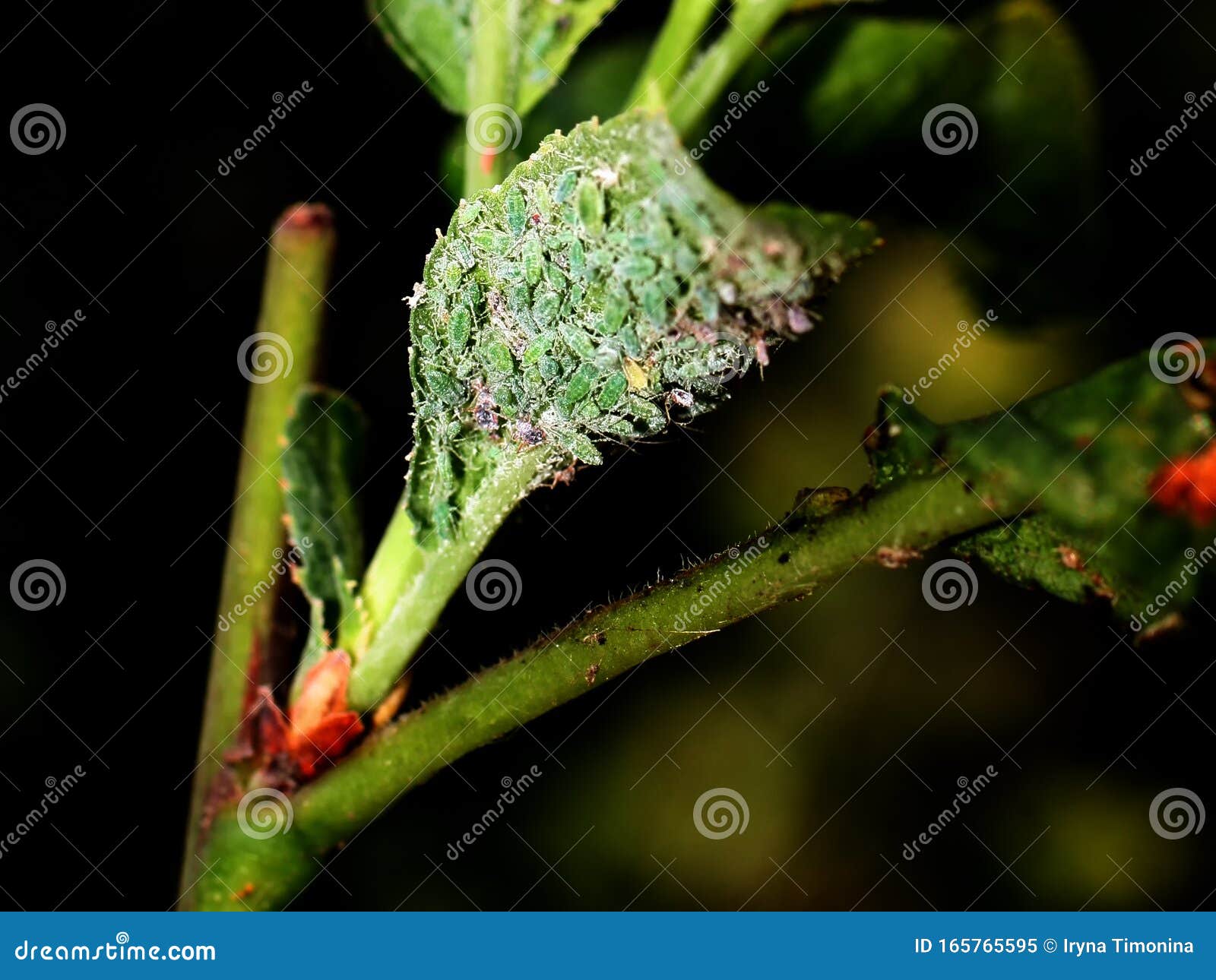 Aphid, A Pest, On An Apple Tree Branch. The Insect Feeds On The Plant ...