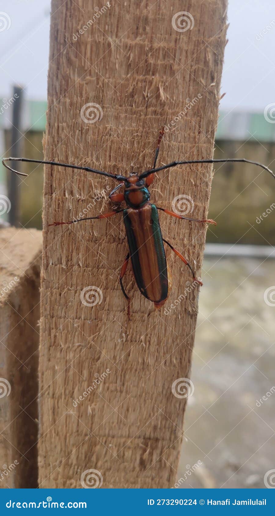 An Insect that Appeared in the Morning Perched on a Log Stock Photo ...