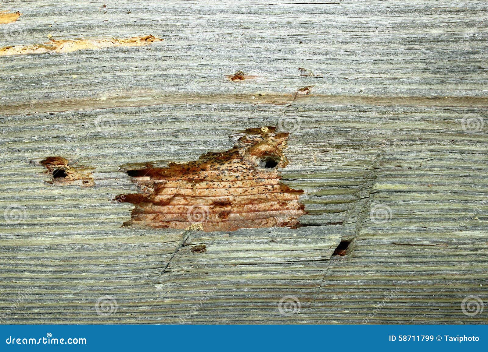 Insect Attack on Old Construction Wood Stock Image - Image of ...