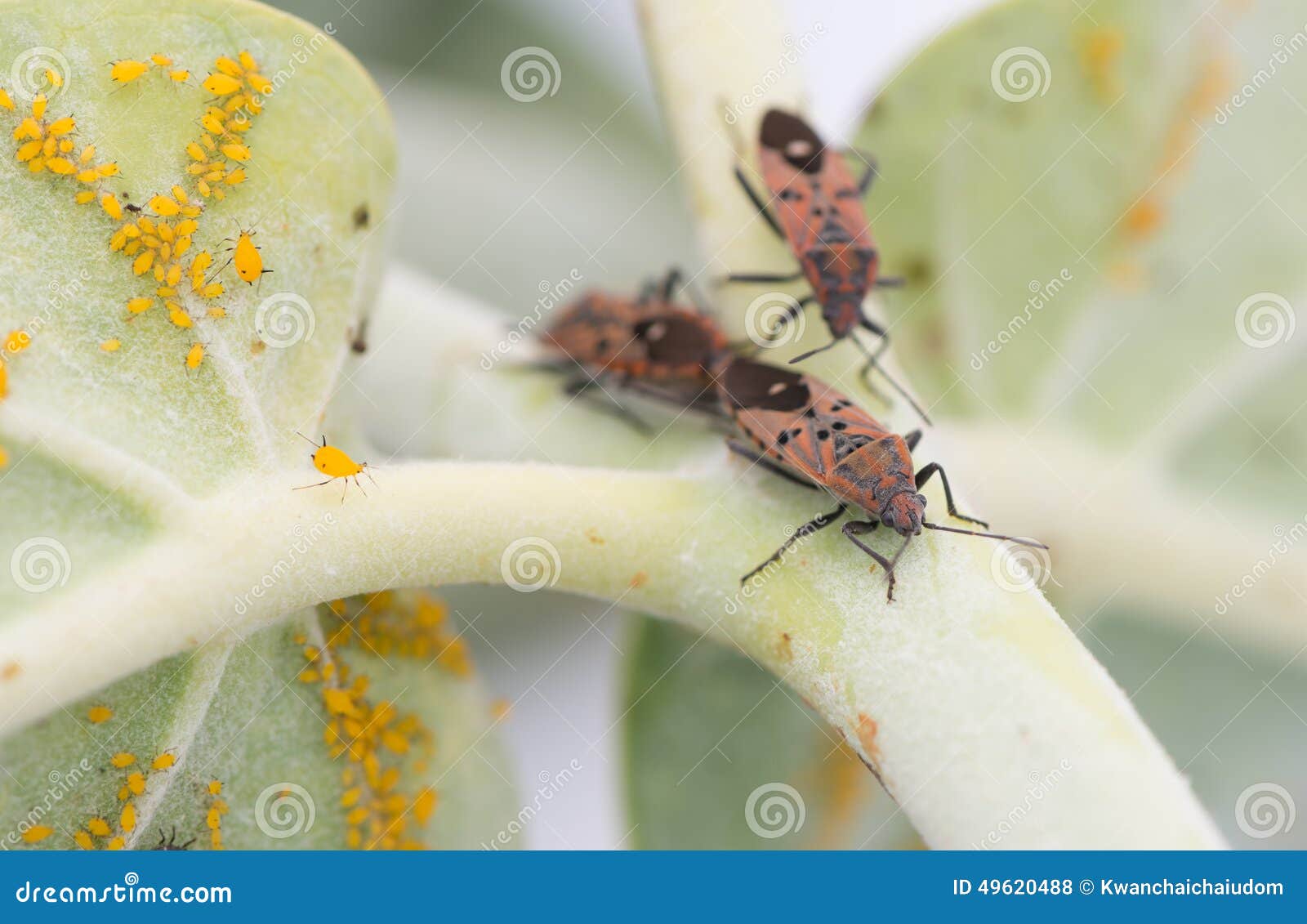 Insect attacking Aphids stock photo. Image of attack - 49620488