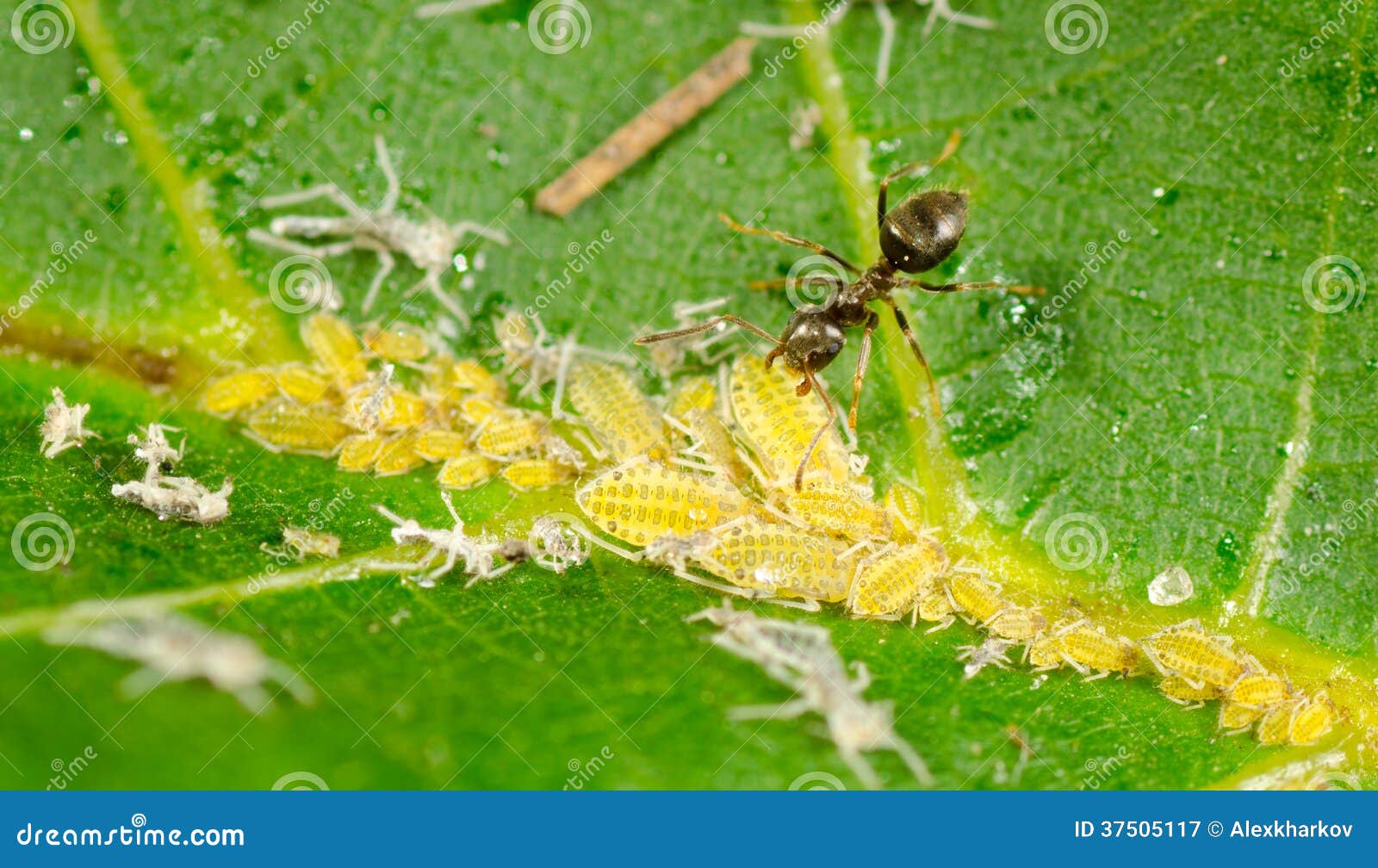 Insect Babies on a Green Leaf Stock Image - Image of pest, natural ...