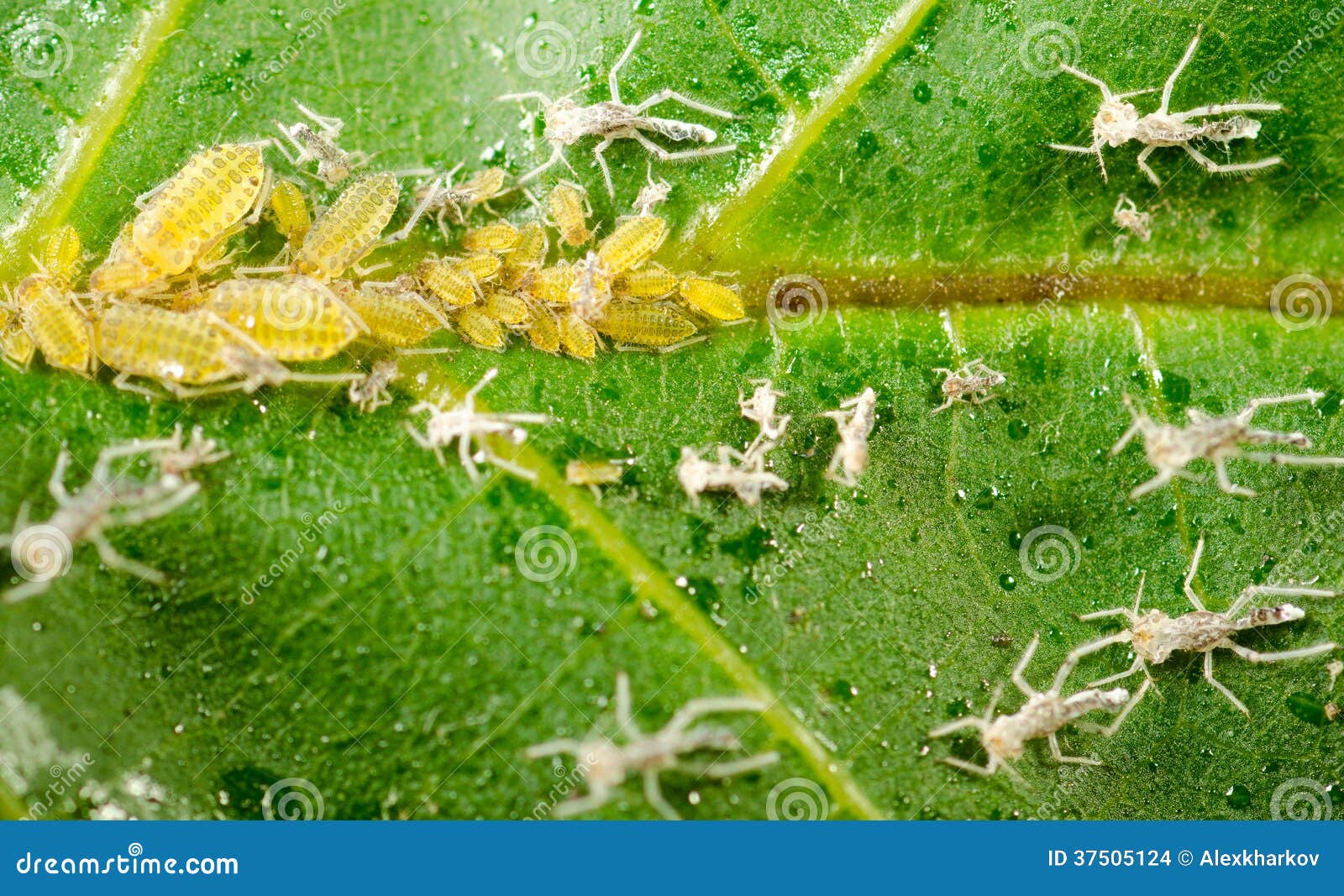 Insect Babies on a Green Leaf Stock Photo - Image of nature, blackfly ...