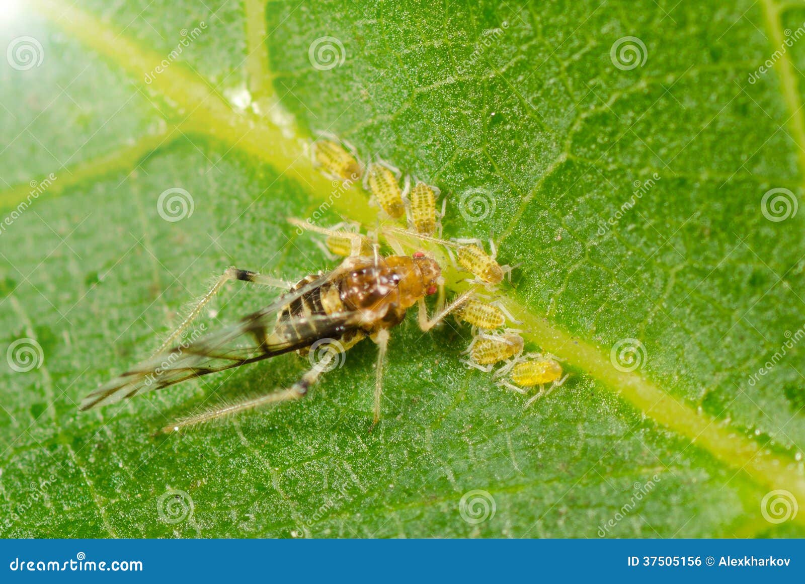 Insect Babies on a Green Leaf Stock Photo - Image of animal, hazel ...