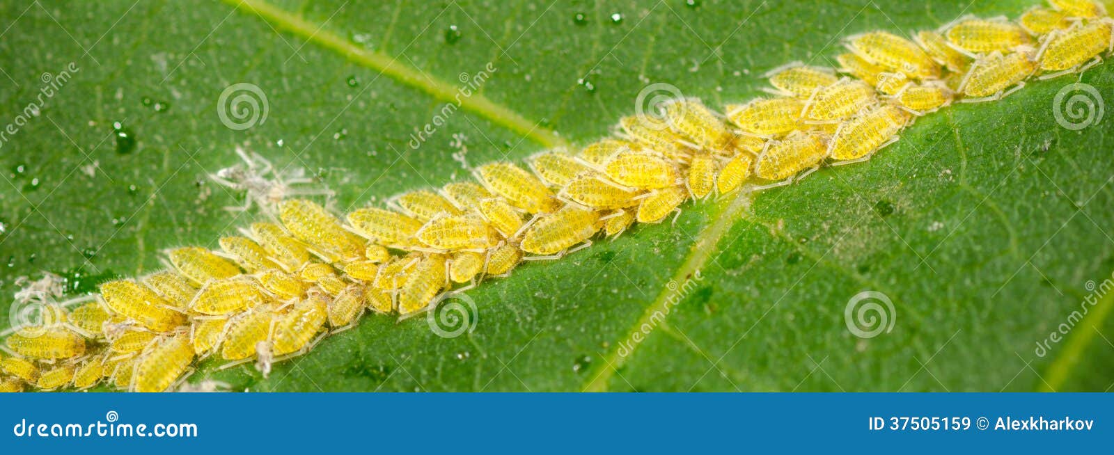 Insect Babies on a Green Leaf Stock Image - Image of aphid, small: 37505159