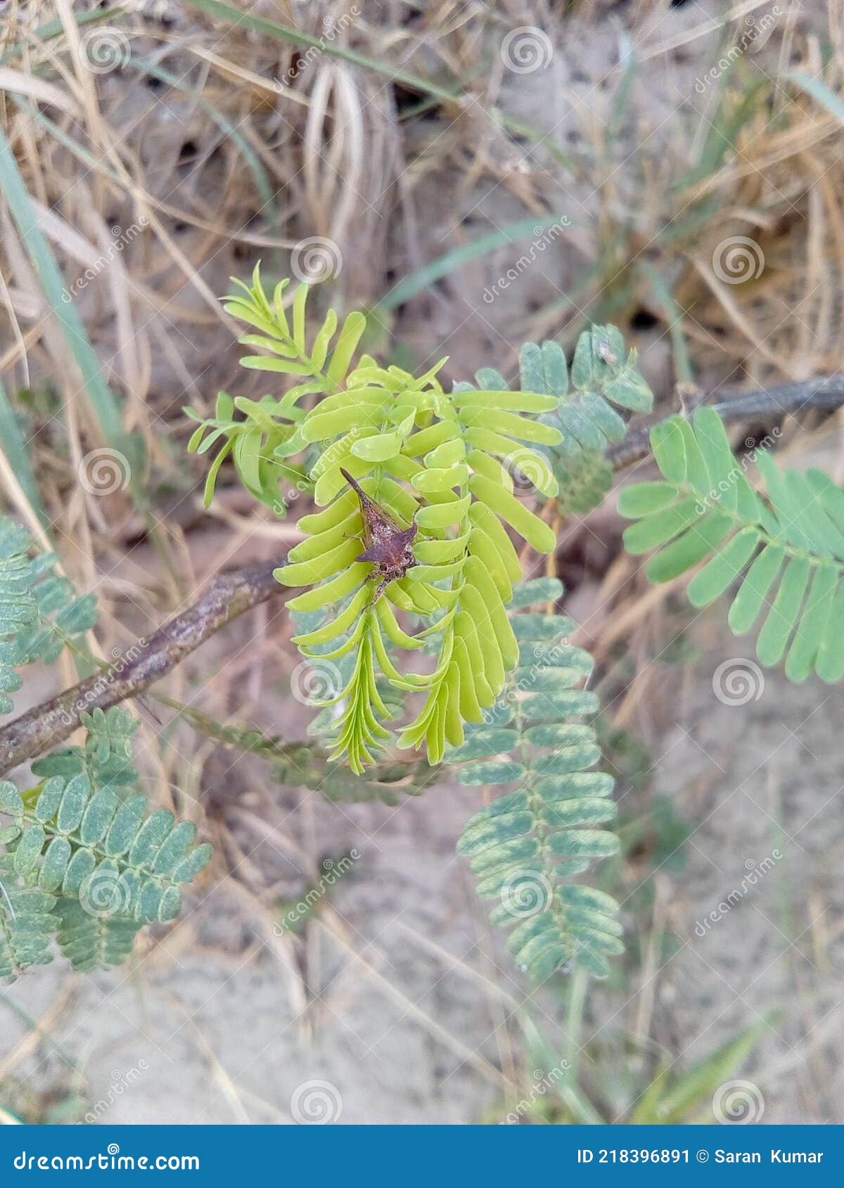 Babool Tree, Known As Gum Arabic Tree, Babul, Thorn Mimosa, Vachellia ...