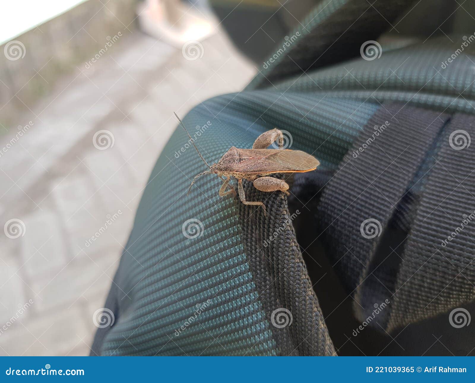 An insect is on a backpack stock image. Image of hand - 221039365