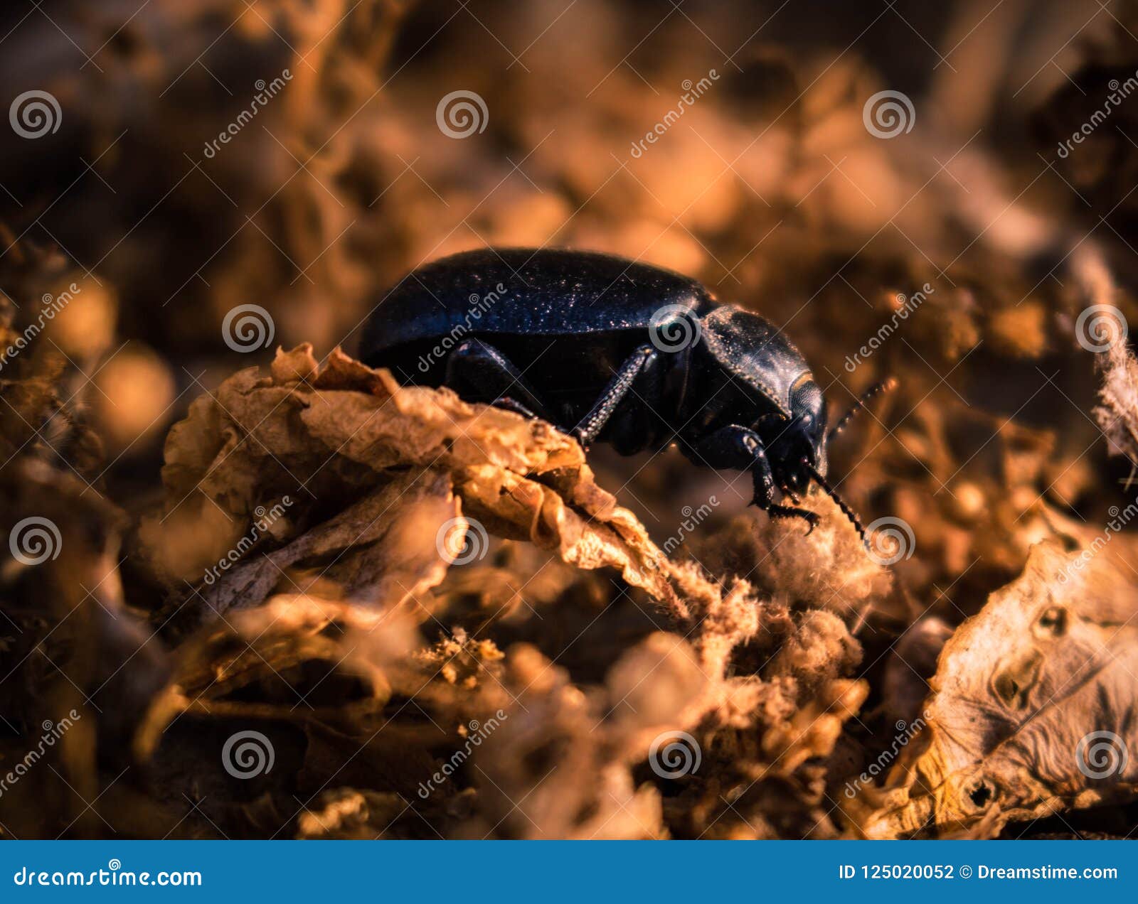 Insect Beatle on the Ground Stock Photo - Image of animal, macro: 125020052