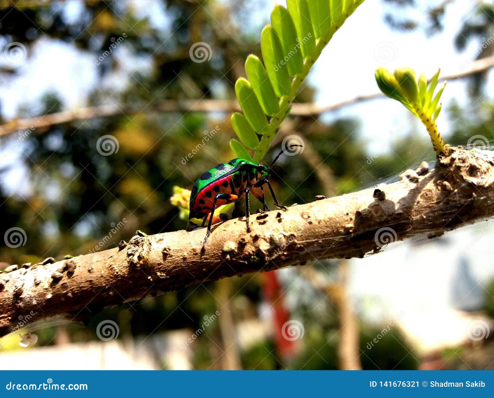 Insect stock image. Image of green, colour, insect, natural - 141676321