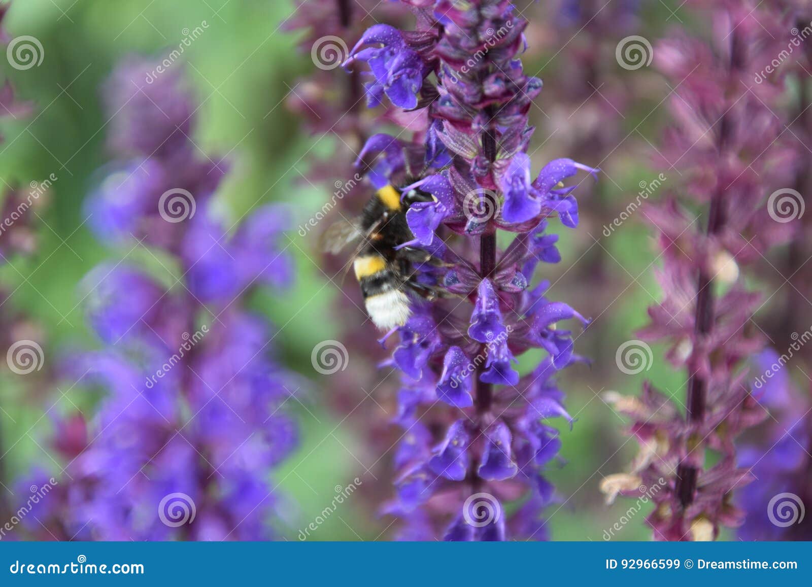 Insect on a Beautiful Purple Salvia Flower Stock Image - Image of grass ...
