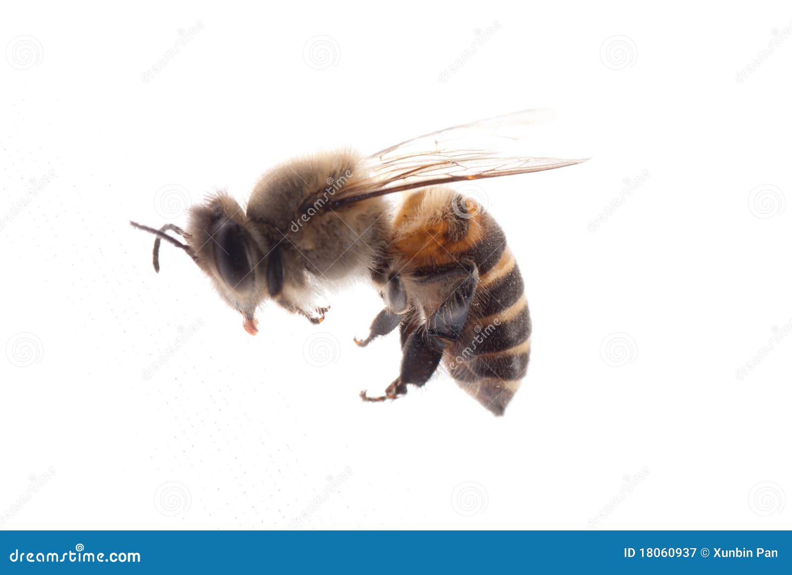Insect bee stock image. Image of legs, foot, insect, single - 18060937