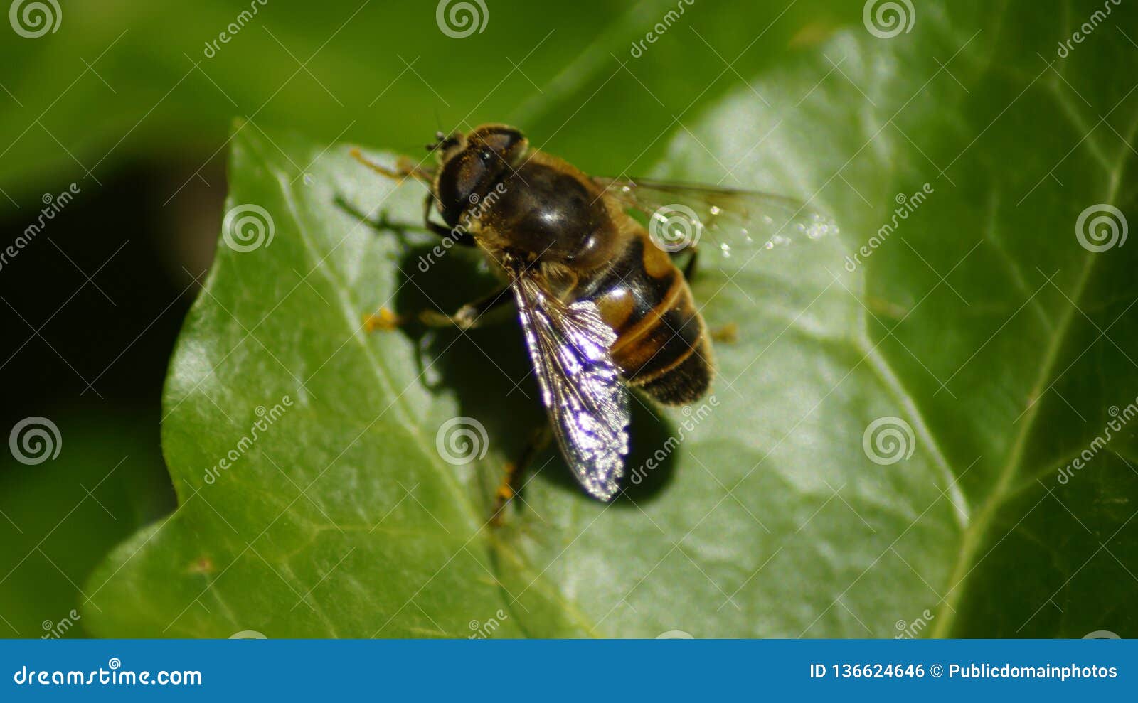 Insect, Bee, Honey Bee, Fly Picture. Image: 136624646