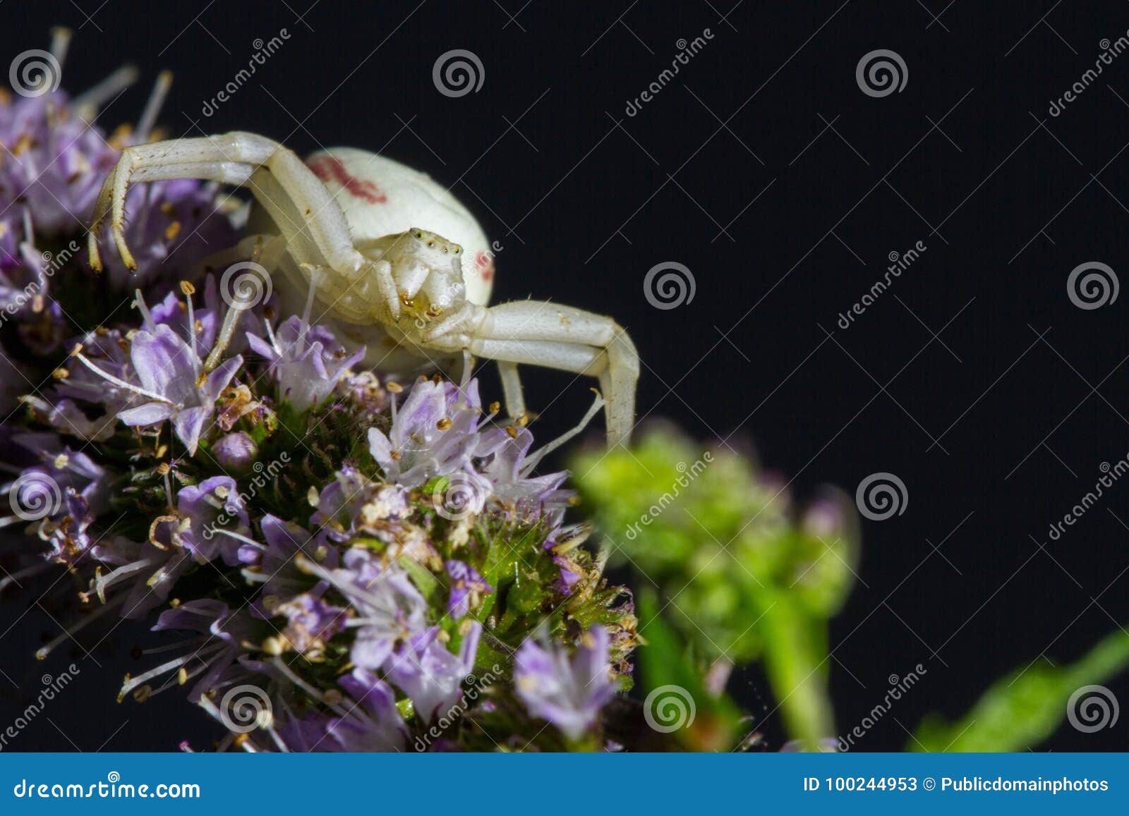 Insect, Bee, Honey Bee, Invertebrate Picture. Image: 100244953
