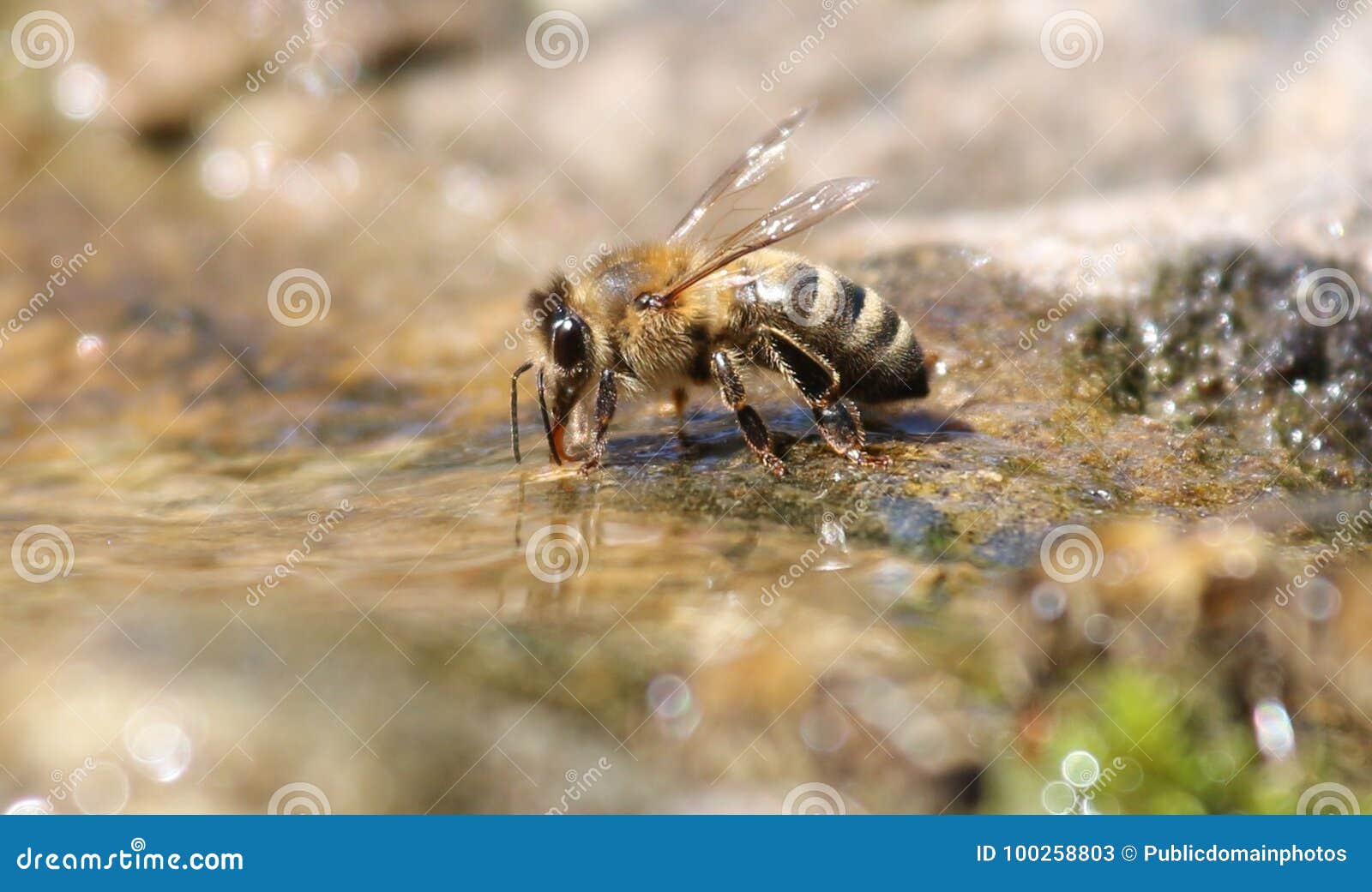 Insect, Bee, Honey Bee, Invertebrate Picture. Image: 100258803