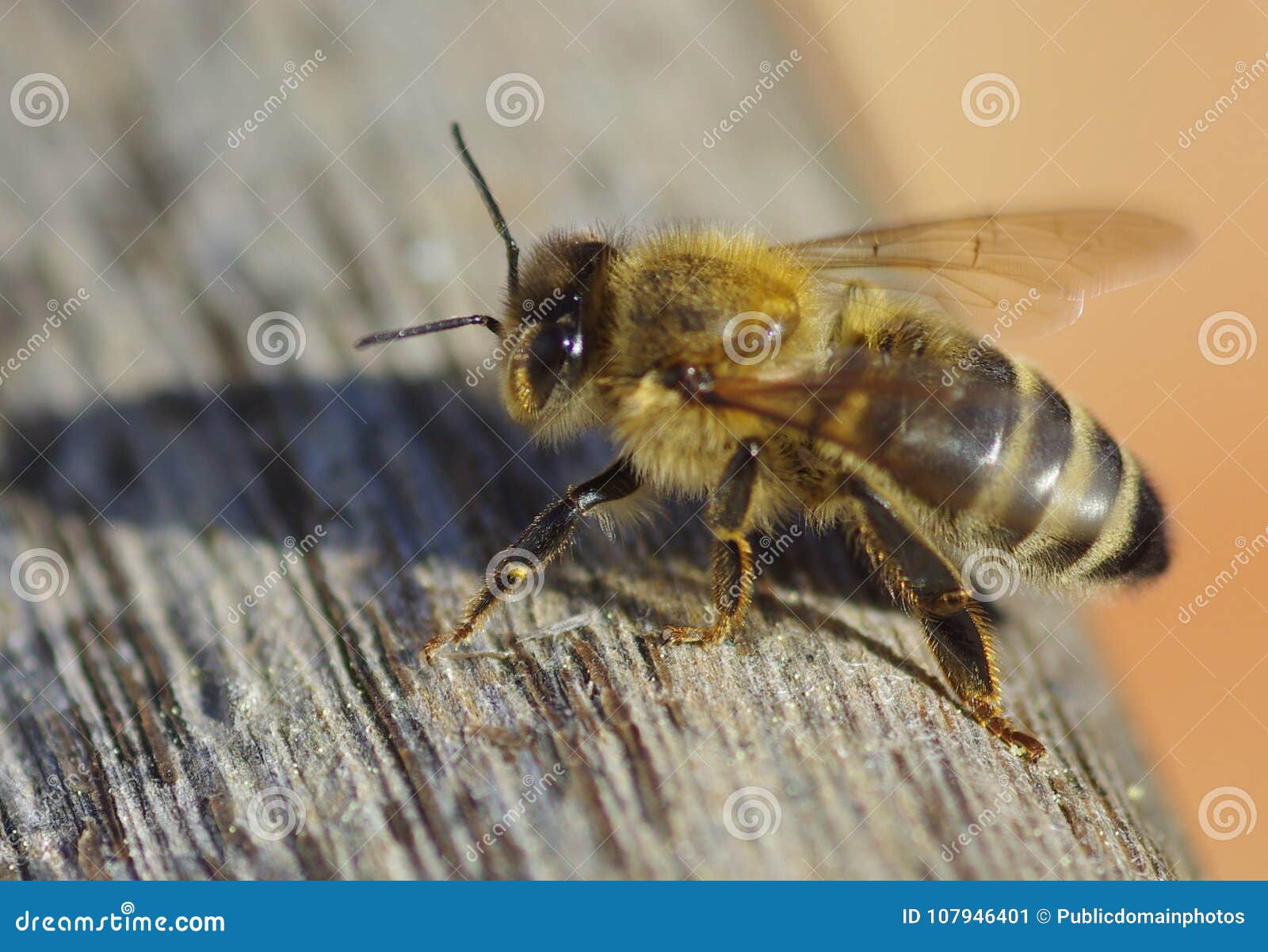 Insect, Bee, Honey Bee, Invertebrate Picture. Image: 107946401