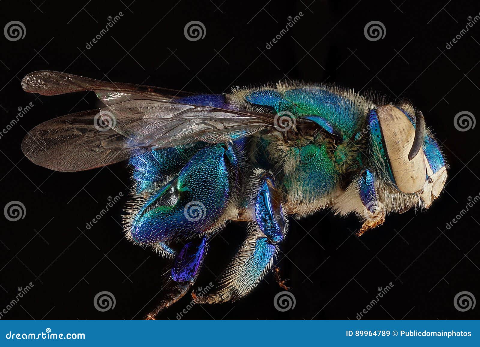 Insect, Bee, Honey Bee, Invertebrate Picture. Image: 89964789