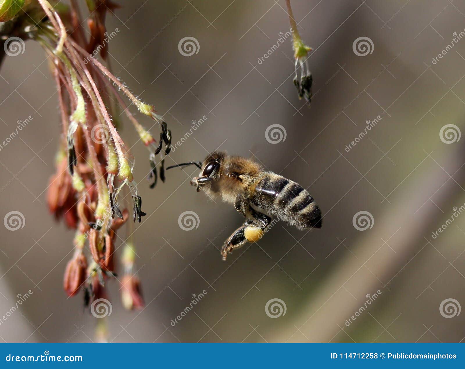 Insect, Bee, Honey Bee, Membrane Winged Insect Picture. Image: 114712258