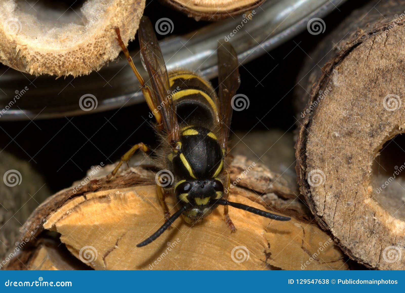 Insect, Bee, Invertebrate, Membrane Winged Insect Picture. Image: 129547638