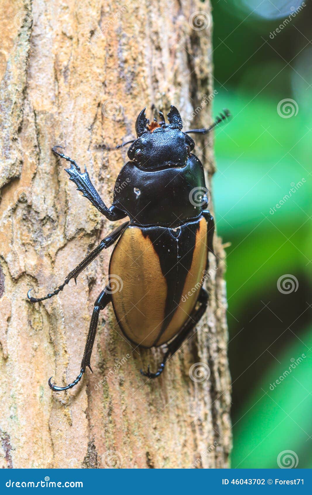 Insect, Beetle, Bug, in Genus Odontolabis Stock Photo - Image of alien ...