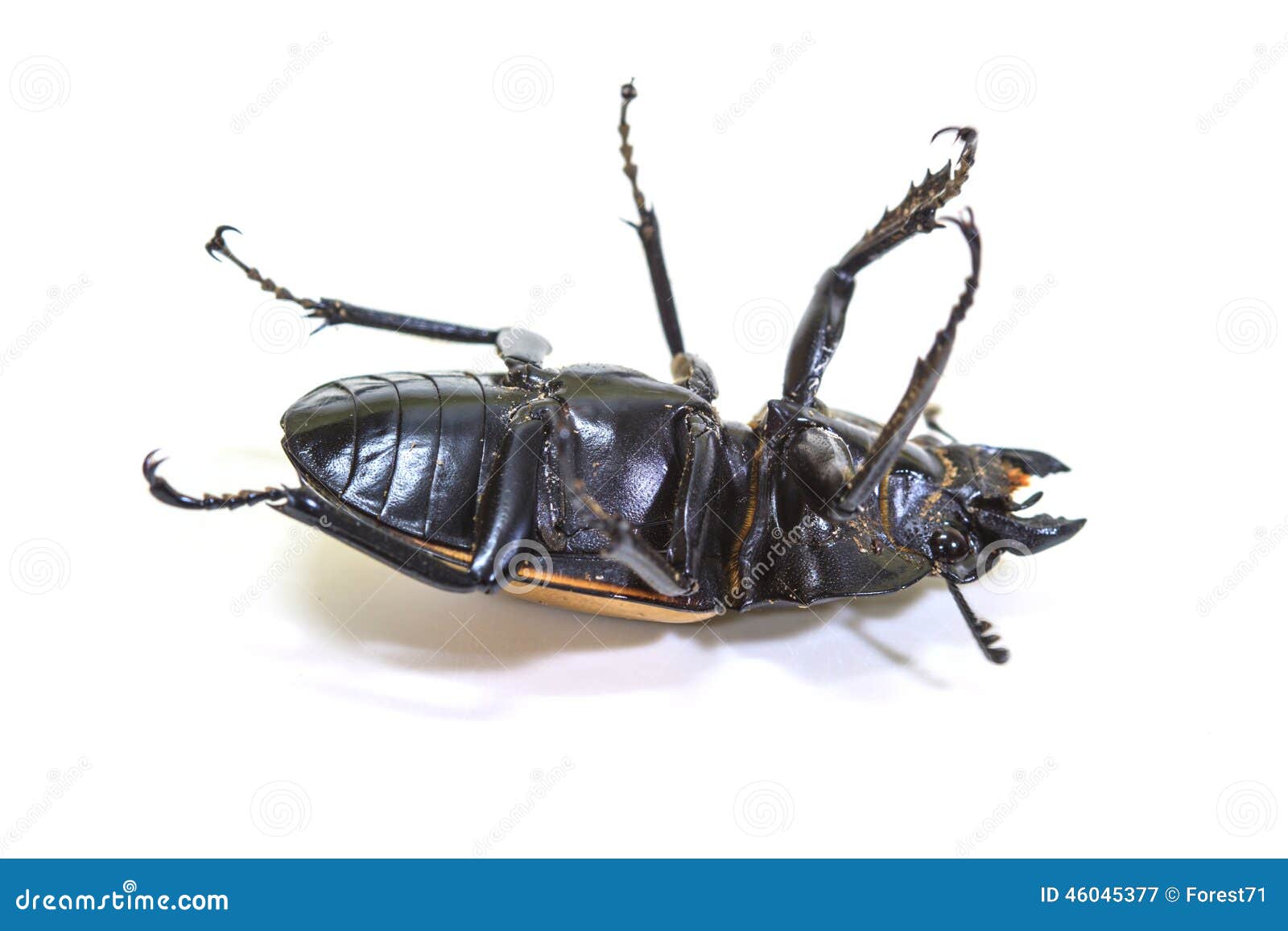Insect, Beetle, Bug, in Genus Odontolabis Stock Image - Image of nature ...