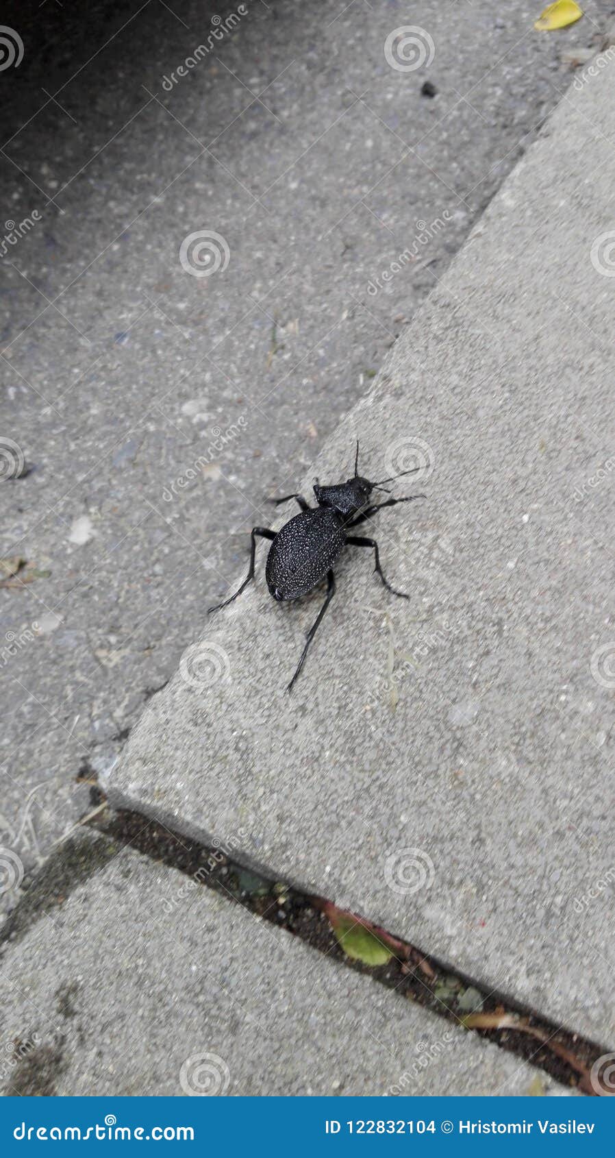 Insect, Beetle, Macro, Focus Stock Photo - Image of beetle, insect ...