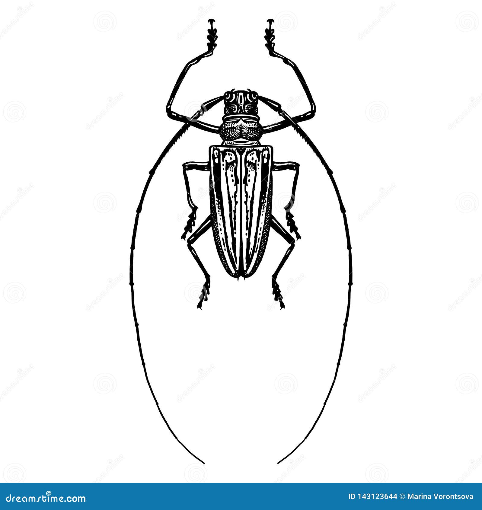 Black Ans White Bug Drawing