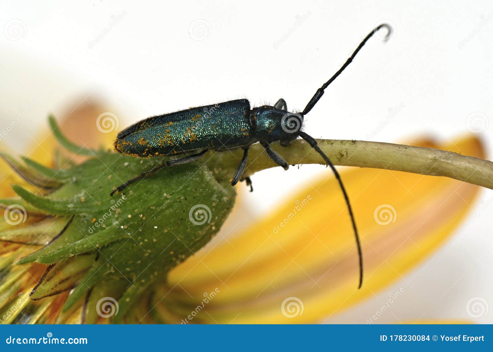 Insect Beetle with a Long Mustache Stock Photo - Image of animals ...