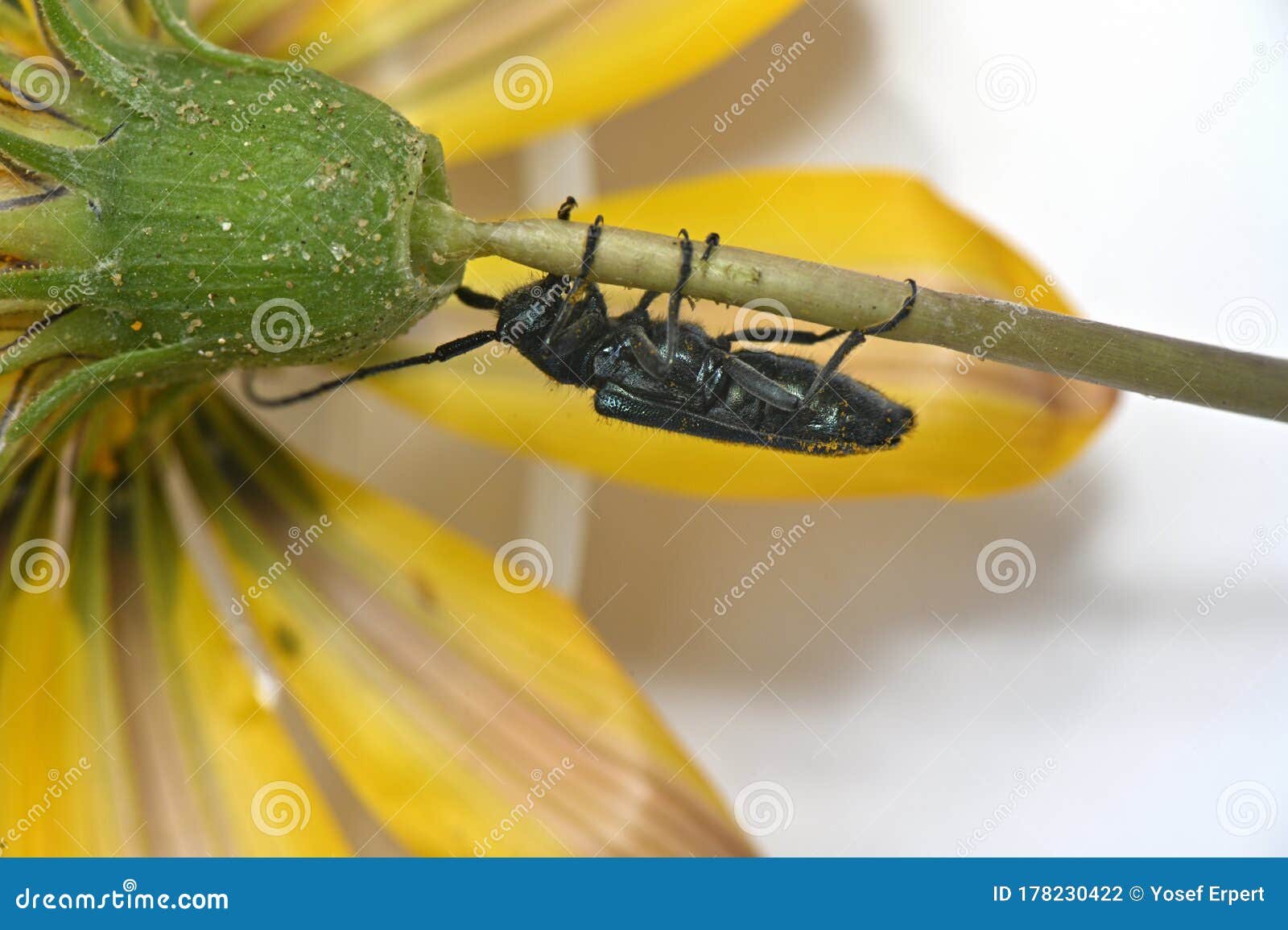 Insect Beetle with a Long Mustache Stock Photo - Image of stalk, flora ...