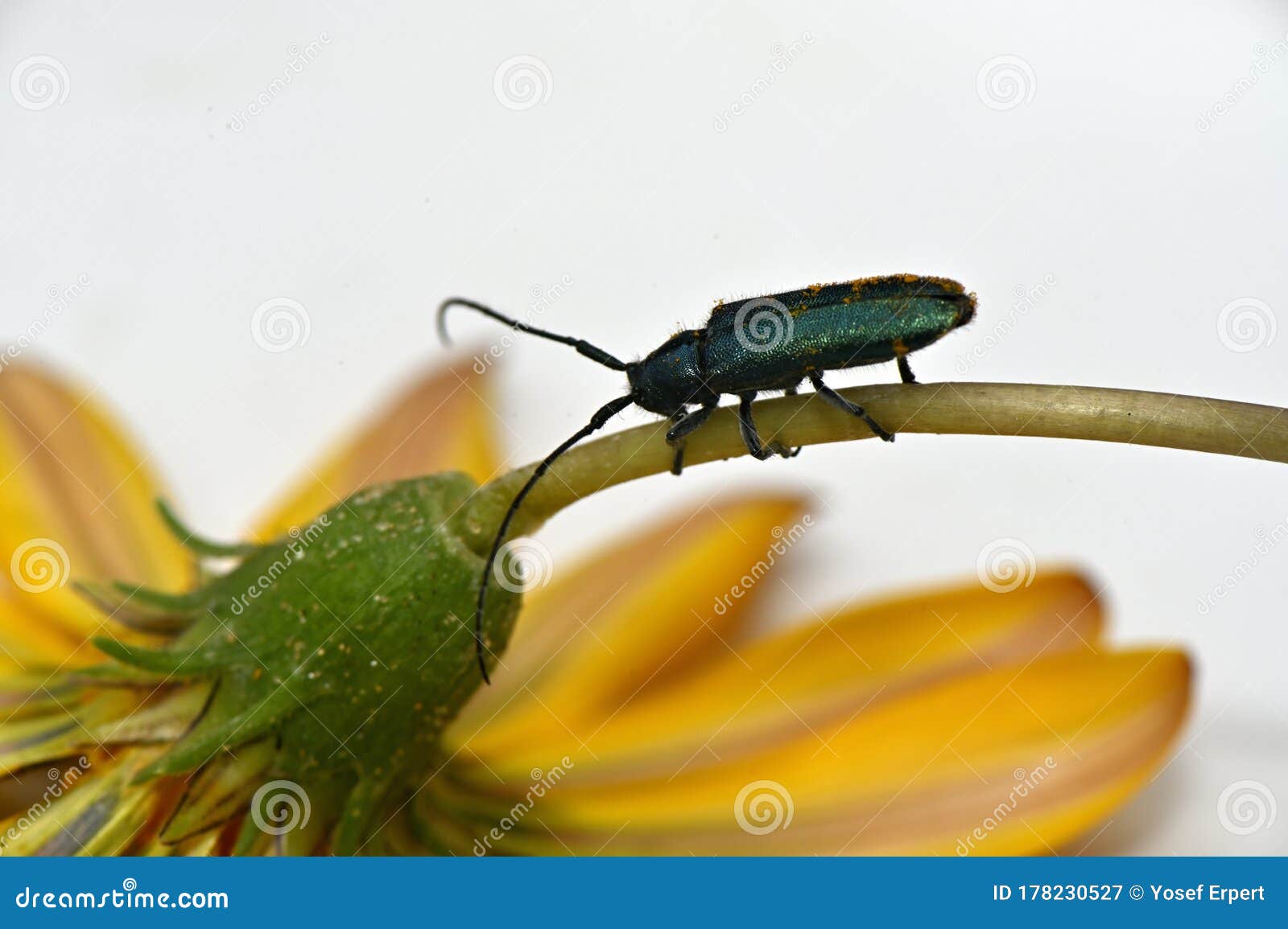Insect Beetle with a Long Mustache Stock Image - Image of stalk, beetle ...