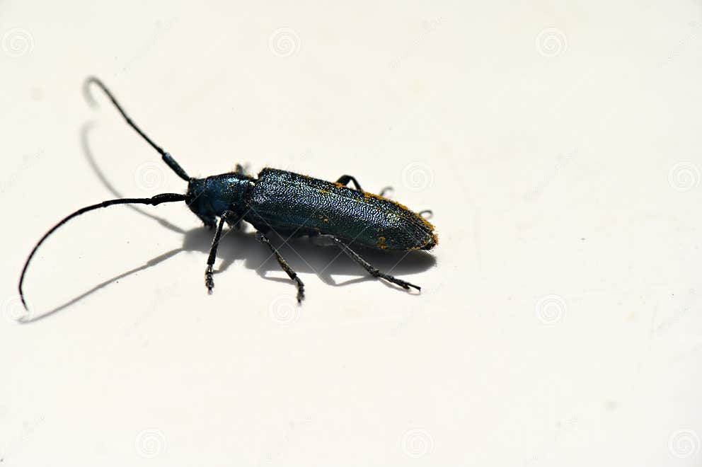 Insect Beetle with a Long Mustache Stock Photo - Image of nature ...
