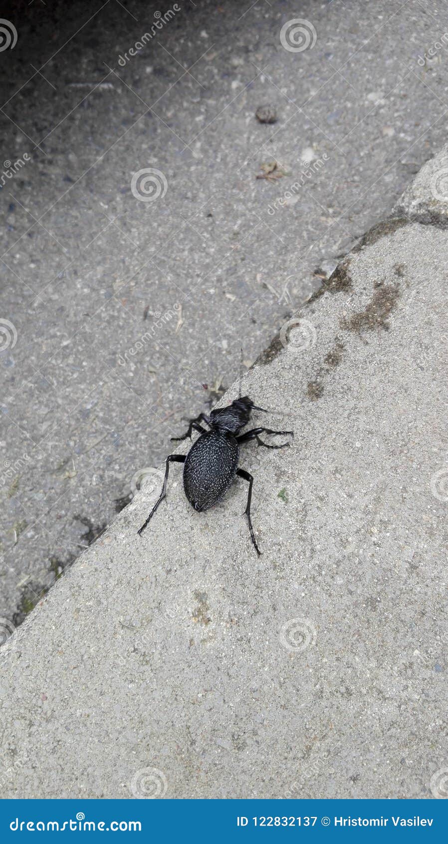 Insect, Beetle, Macro, Focus Stock Image - Image of insect, focus ...