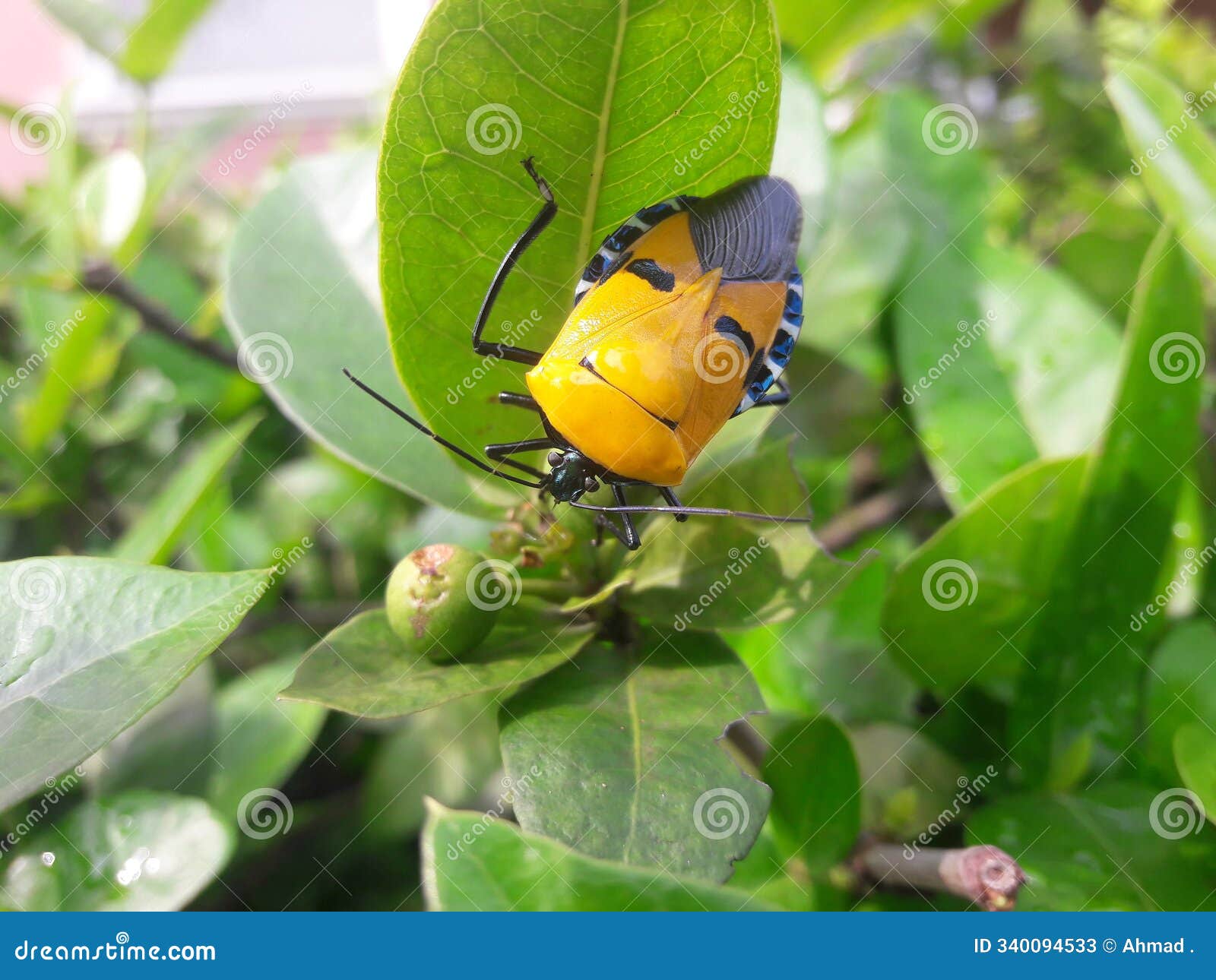 An INSECT or BEETLE that SHAPES a HUMAN HEAD. Stock Image - Image of ...