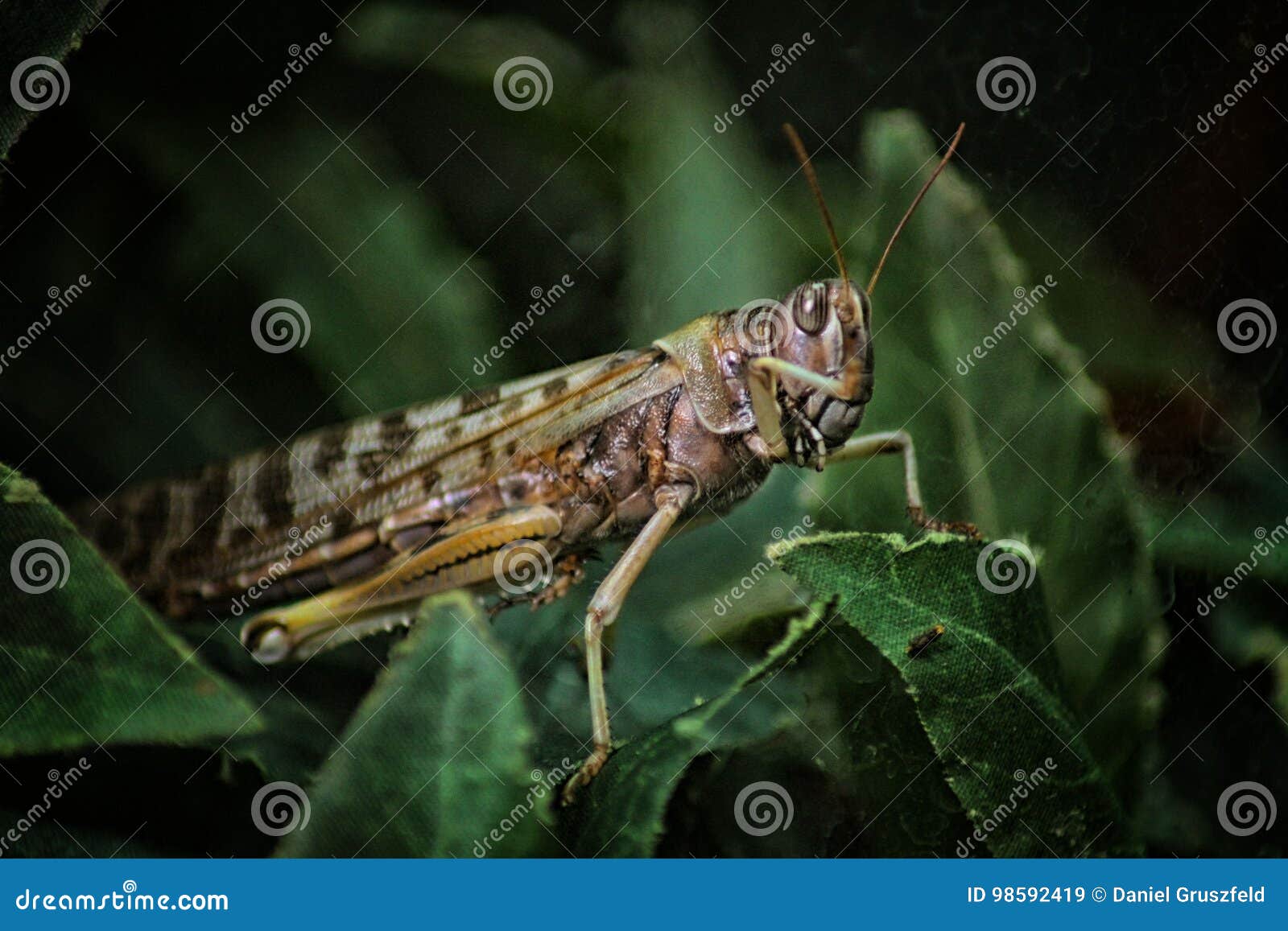 Insect stock image. Image of issues, eyes, cockchafer - 98592419