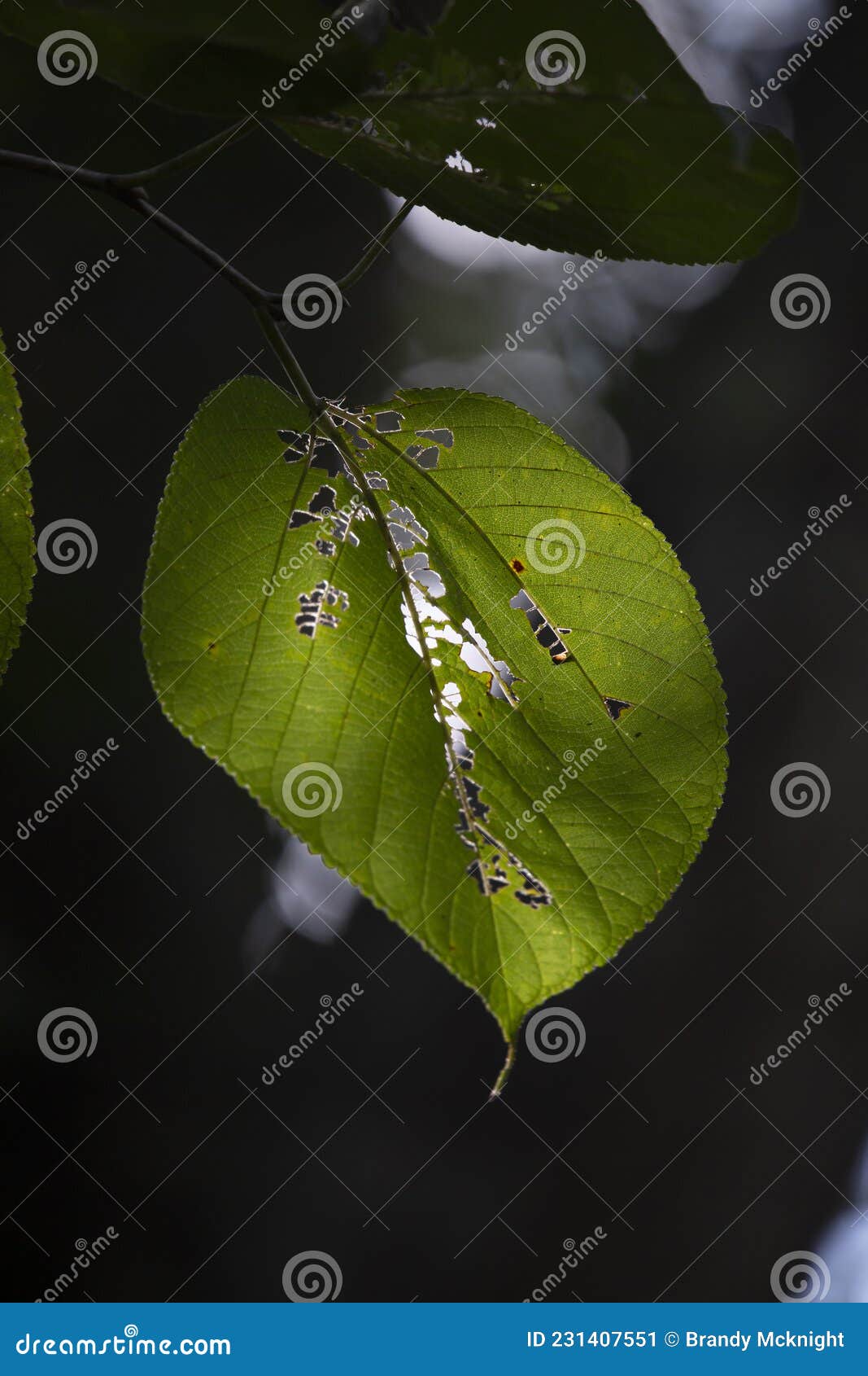 Insect Bites on a Leaf stock image. Image of biodiversity - 231407551