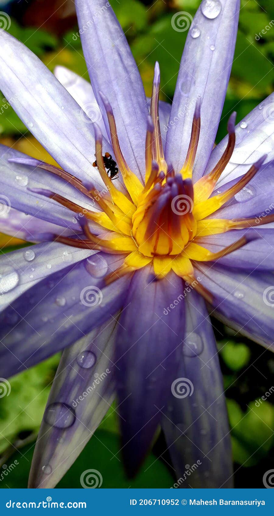 Insect on Blue Lotus in Home Garden Stock Photo - Image of produce ...