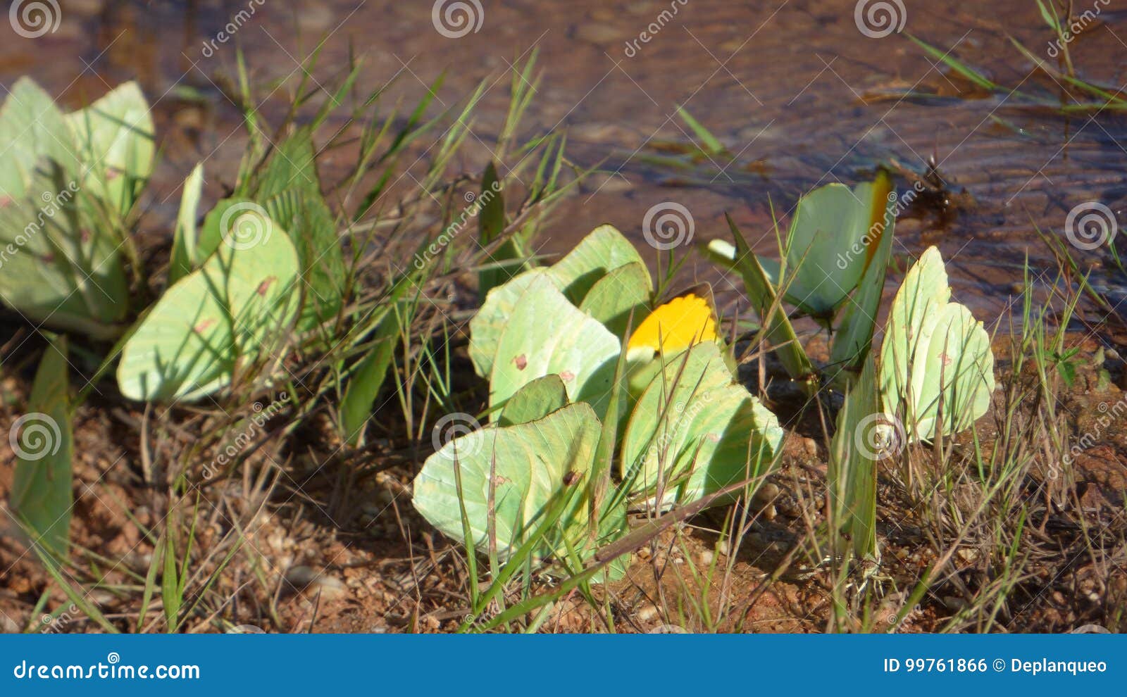 Insect in Bolivia, South America. Stock Photo - Image of park, mammal ...